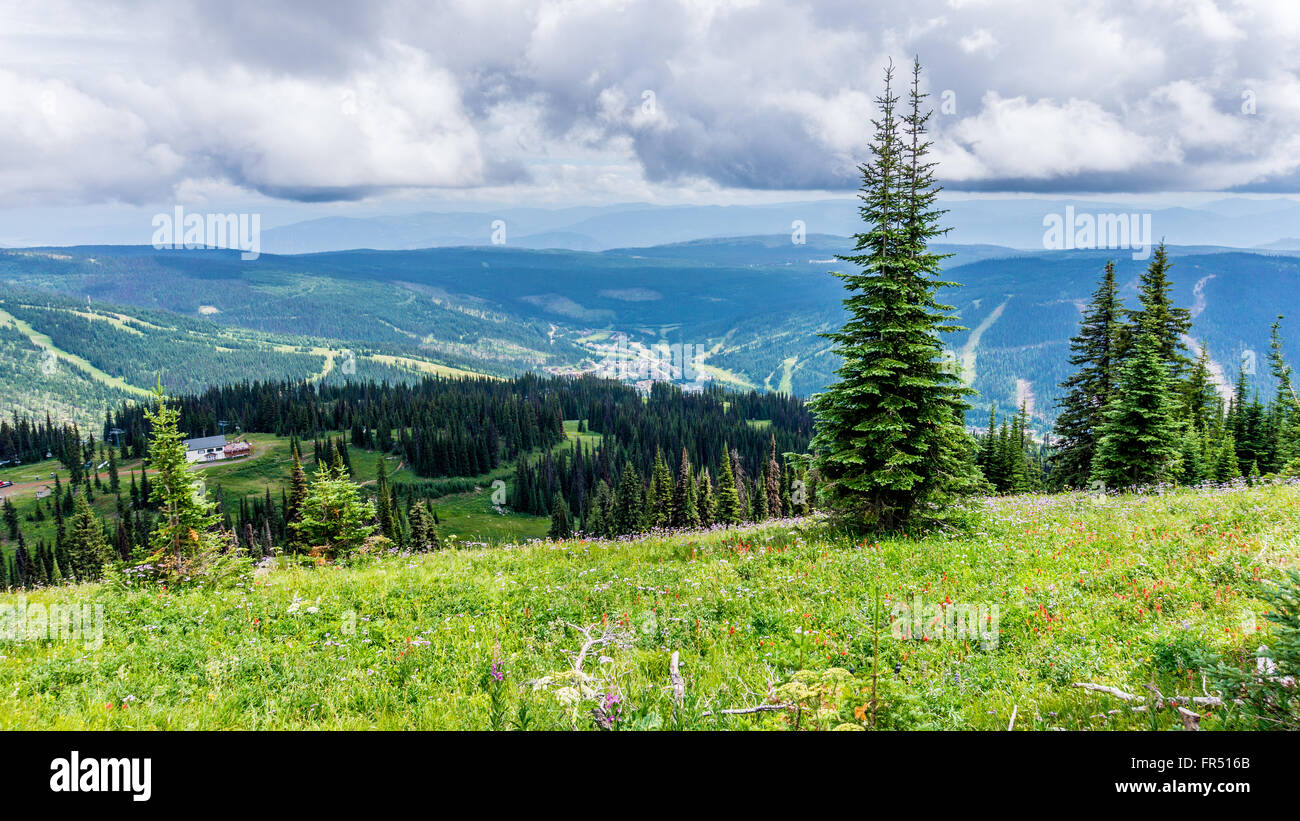 Hiking through the Wild Flowers in the High Alpine of Tod Mountain in ...