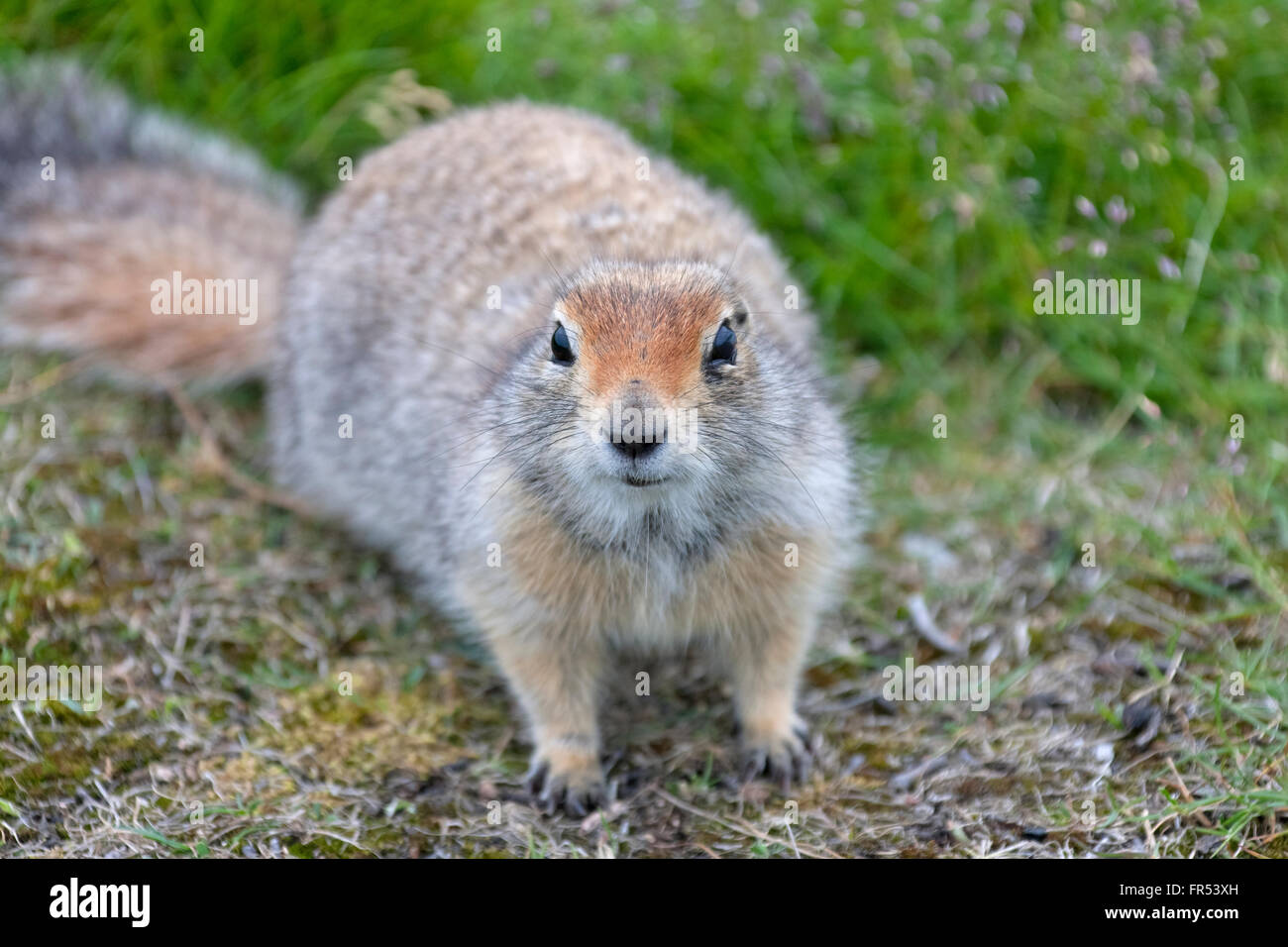 Ground squirrel, Chukchi Peninsula, Russian Far East Stock Photo - Alamy