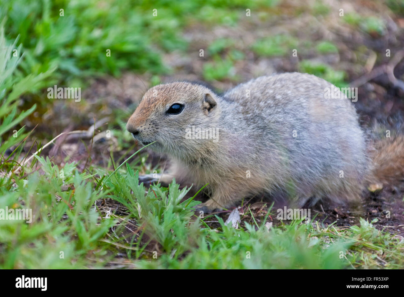 Ground squirrel, Chukchi Peninsula, Russian Far East Stock Photo - Alamy