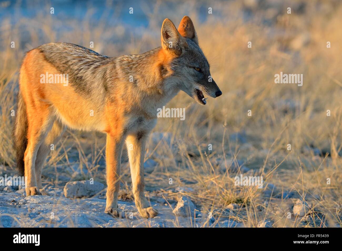 Black Backed Jackal Teeth High Resolution Stock Photography and Images ...