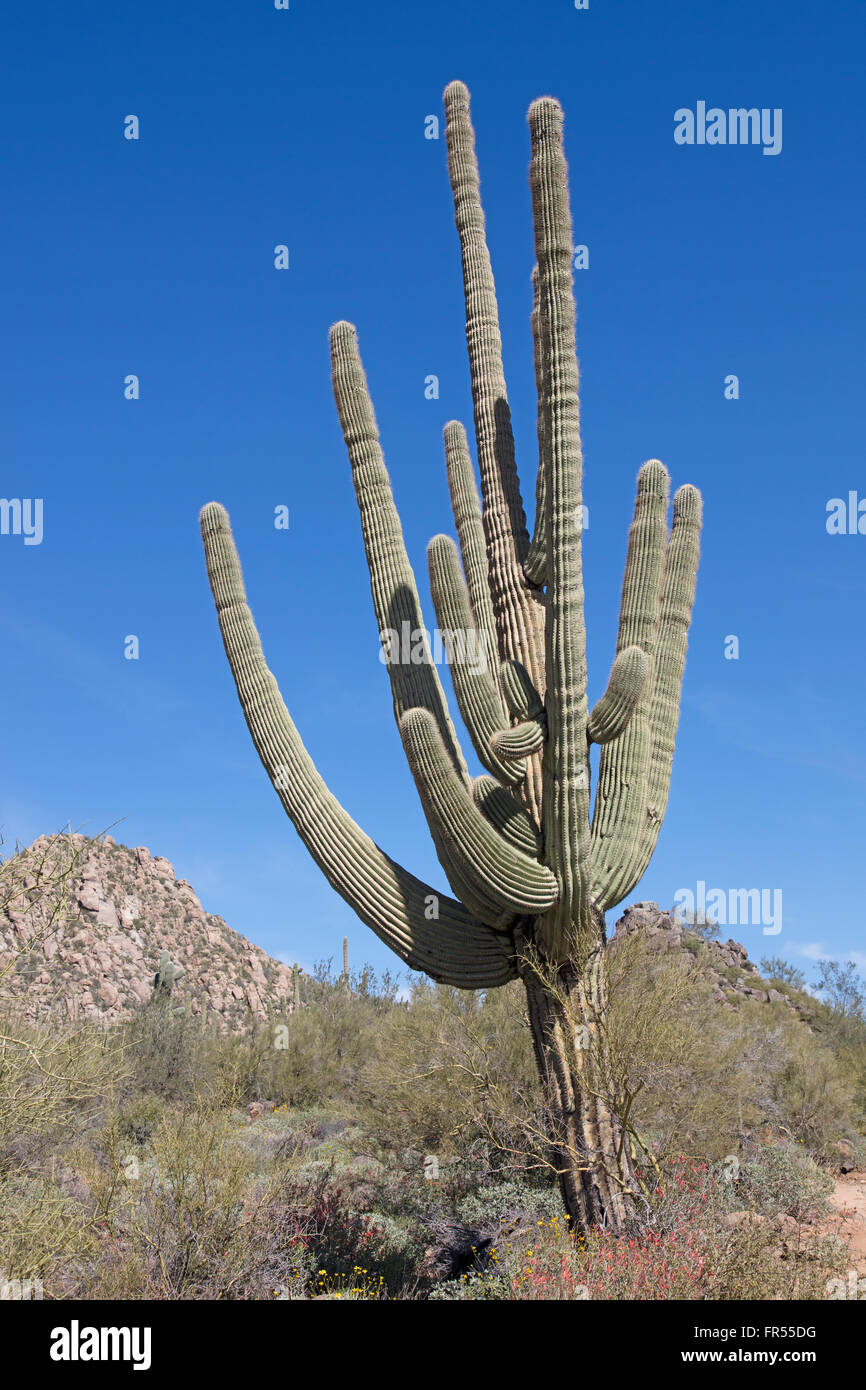 Multiple armed giant saguaro cactus Stock Photo - Alamy