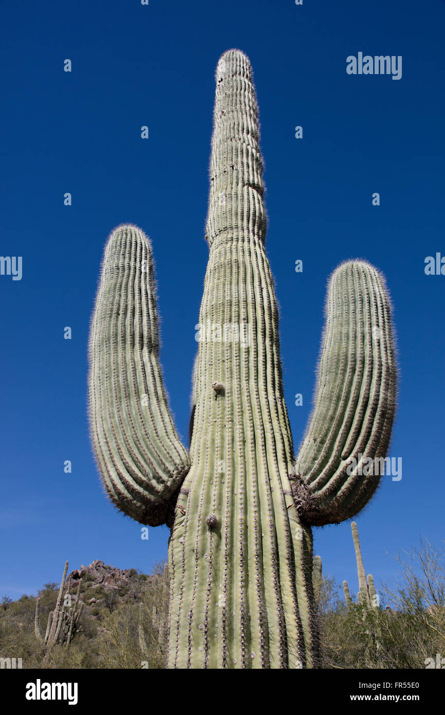 Tall saguaro cactus Stock Photo - Alamy