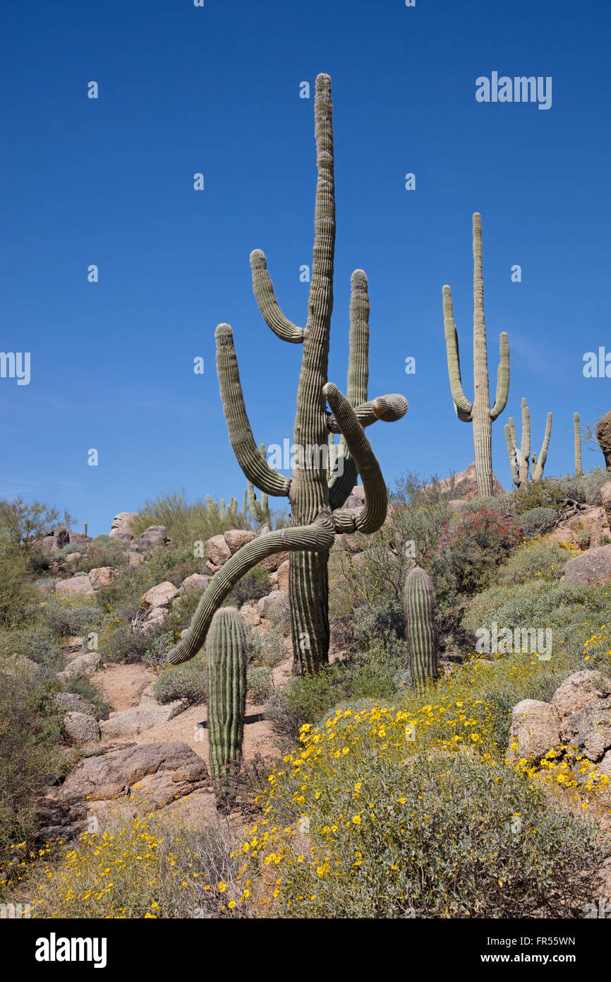 Giant Saguaro Cactus and spring wildflowers Stock Photo - Alamy