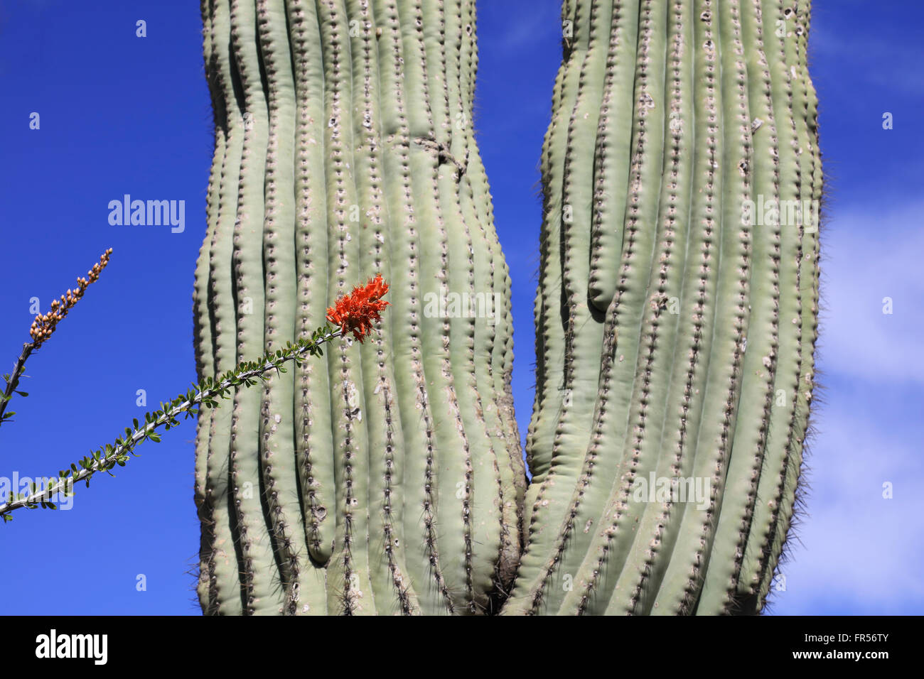 red spring desert flowers and saguaro cactus Stock Photo - Alamy