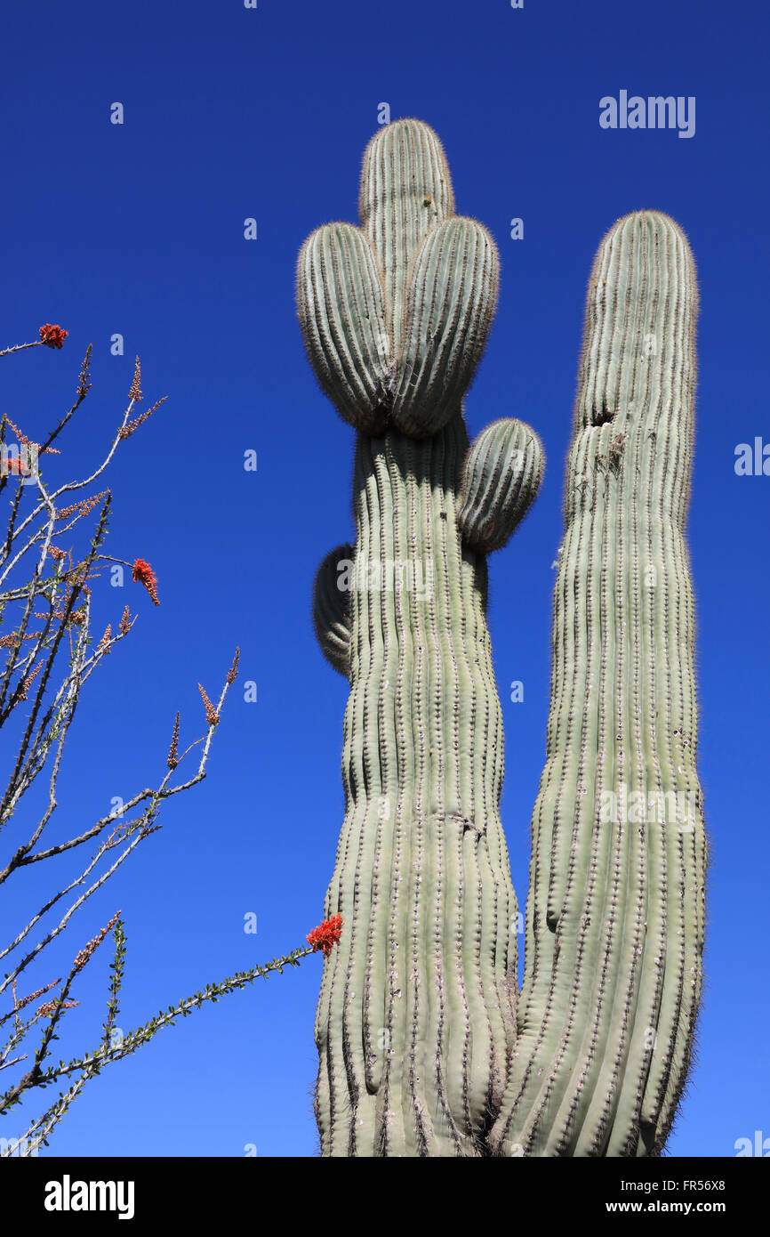 Red spring desert flowers and Saguaro Cactus Stock Photo - Alamy