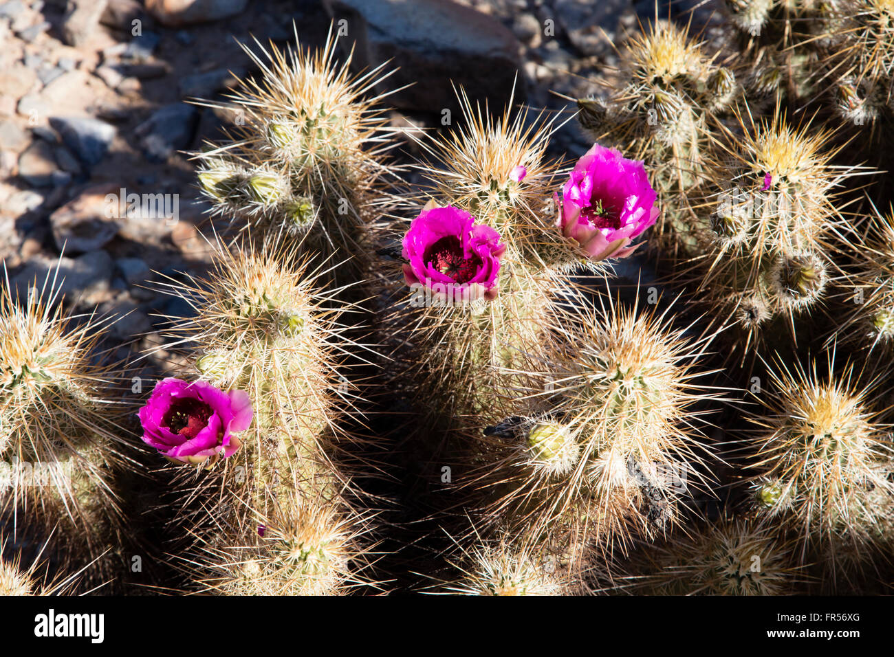 Beautiful Spring flowering Crimson Hedgehog cactus Stock Photo - Alamy