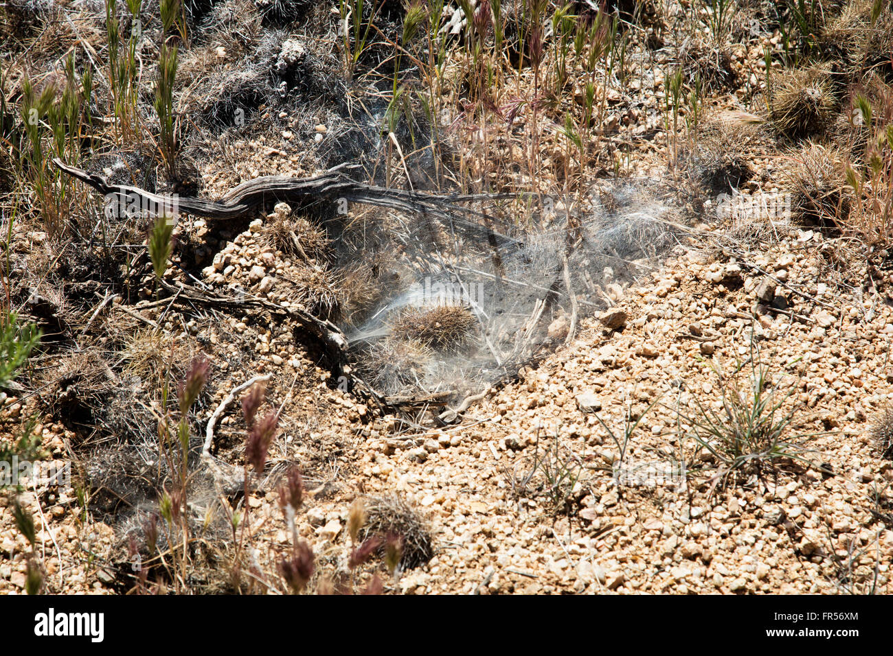 Arizona spiders hi-res stock photography and images - Alamy
