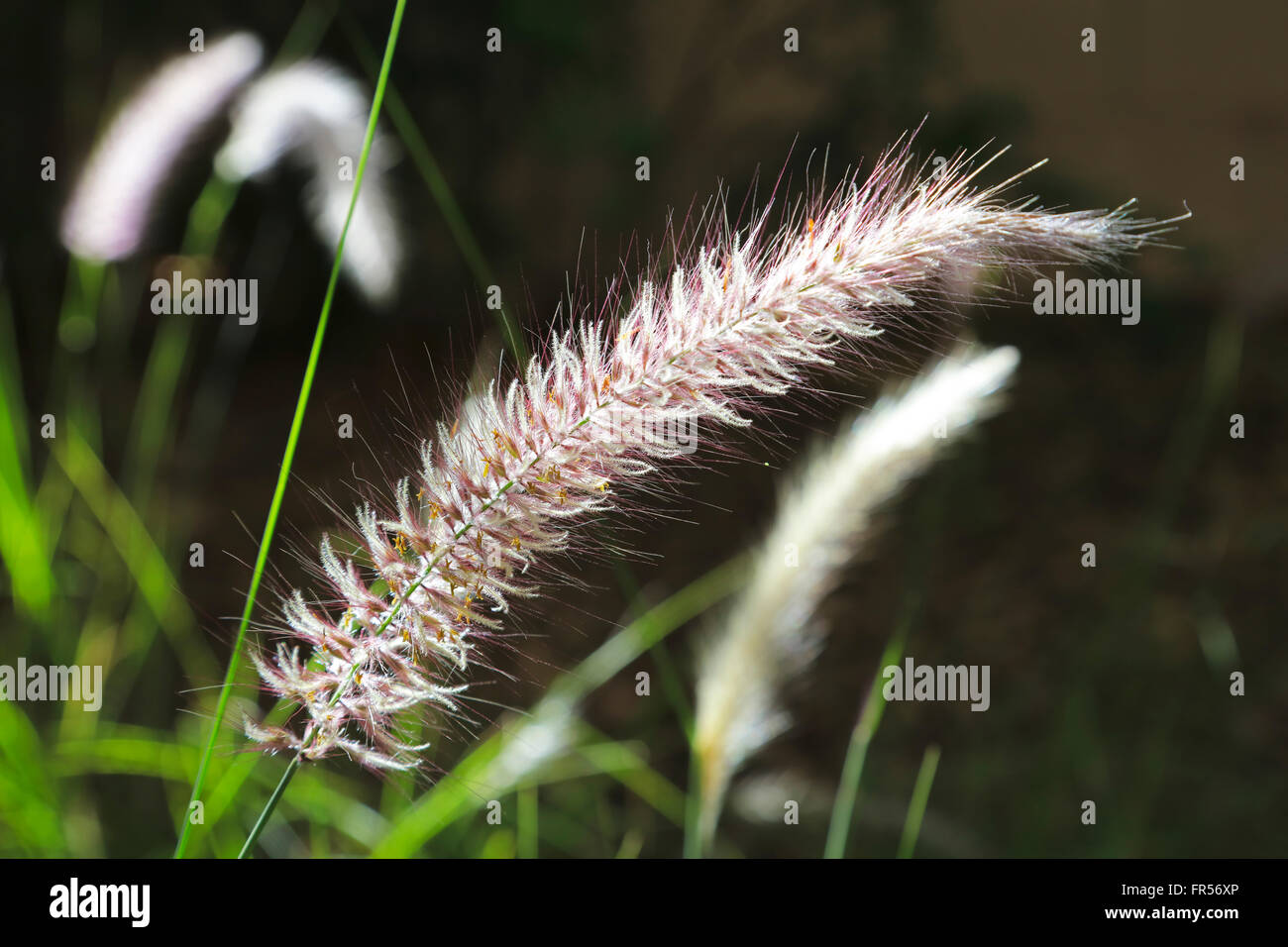 Wispy flowers hi-res stock photography and images - Alamy