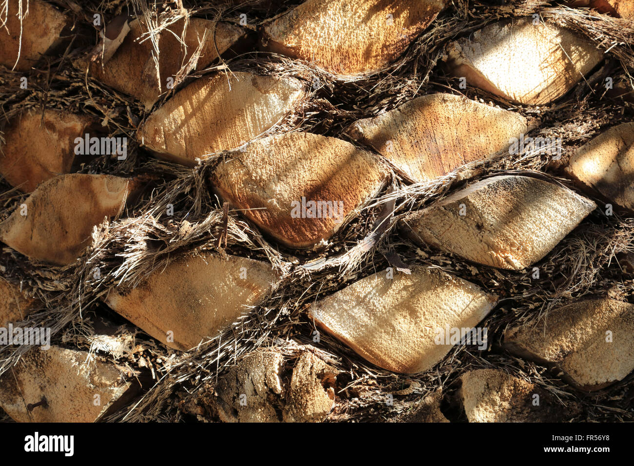 Trimmed palm tree trunk Stock Photo - Alamy