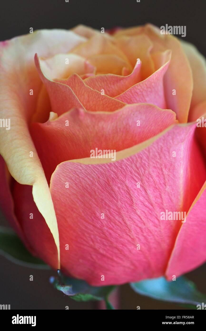 Rose Flower Bud Gold and Orange Stock Photo - Alamy