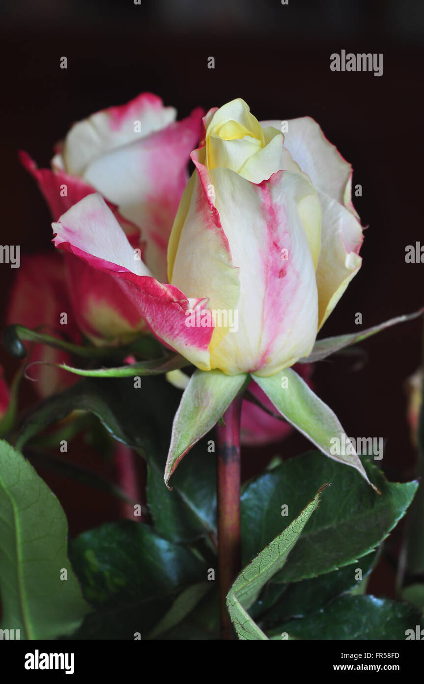 3 red flower hi-res stock photography and images - Alamy