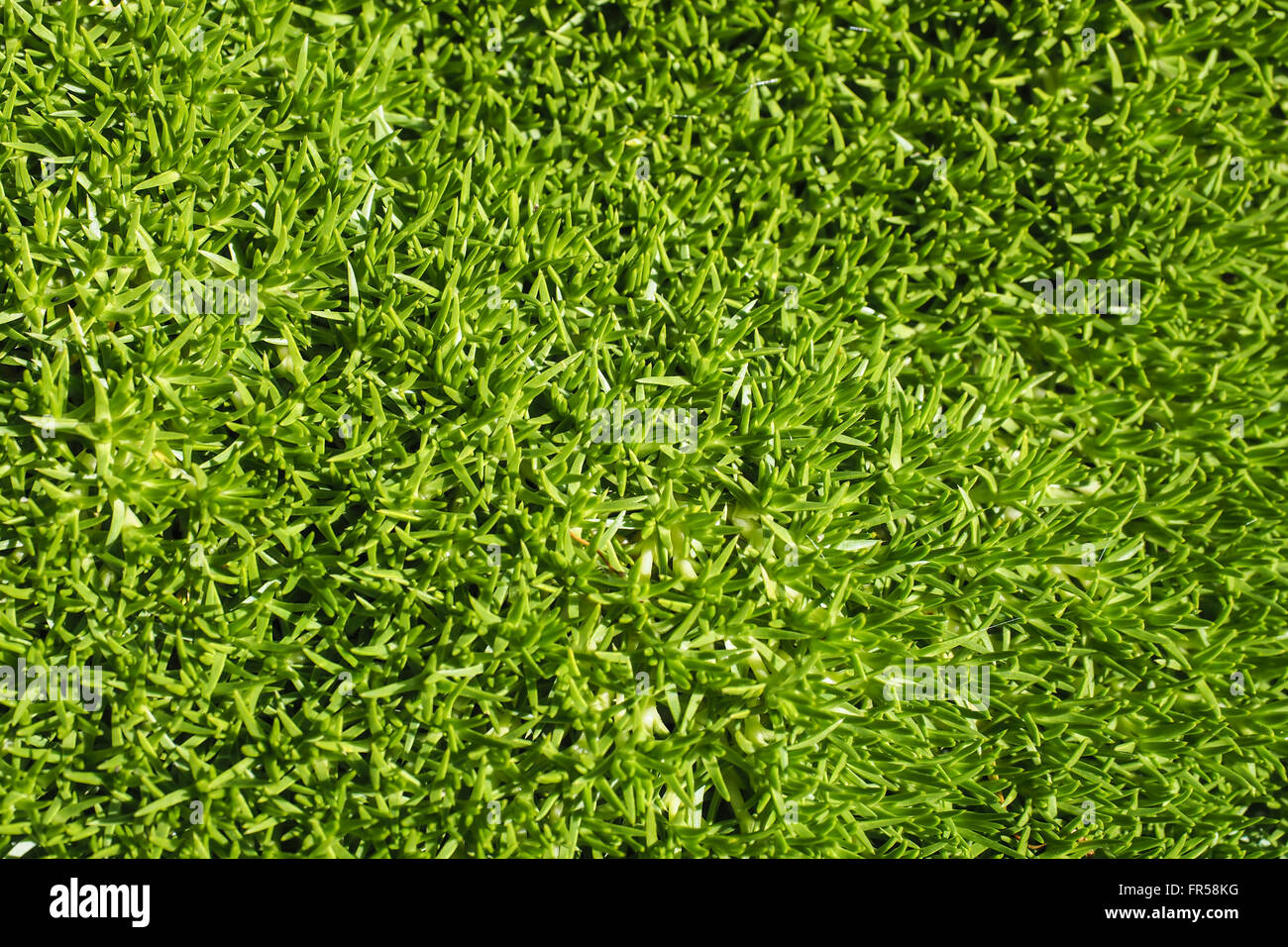 Grass up close hi-res stock photography and images - Alamy