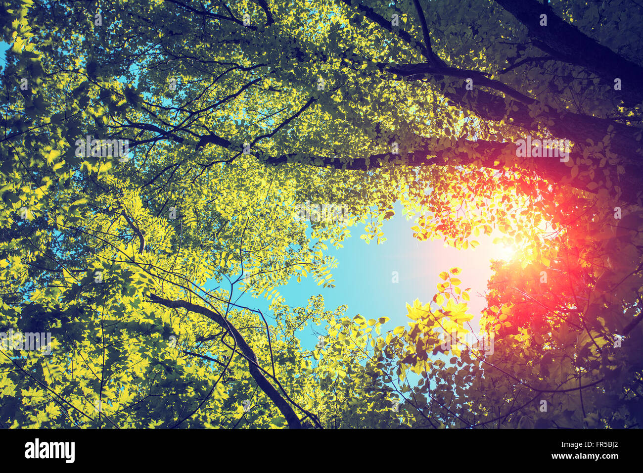 Tree branches against sky with purple light effect Stock Photo - Alamy