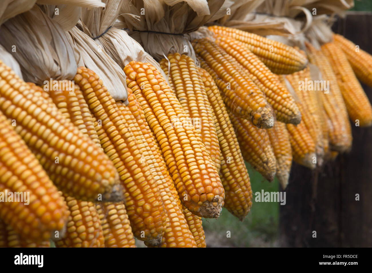 Corn hanging on fence Stock Photo - Alamy