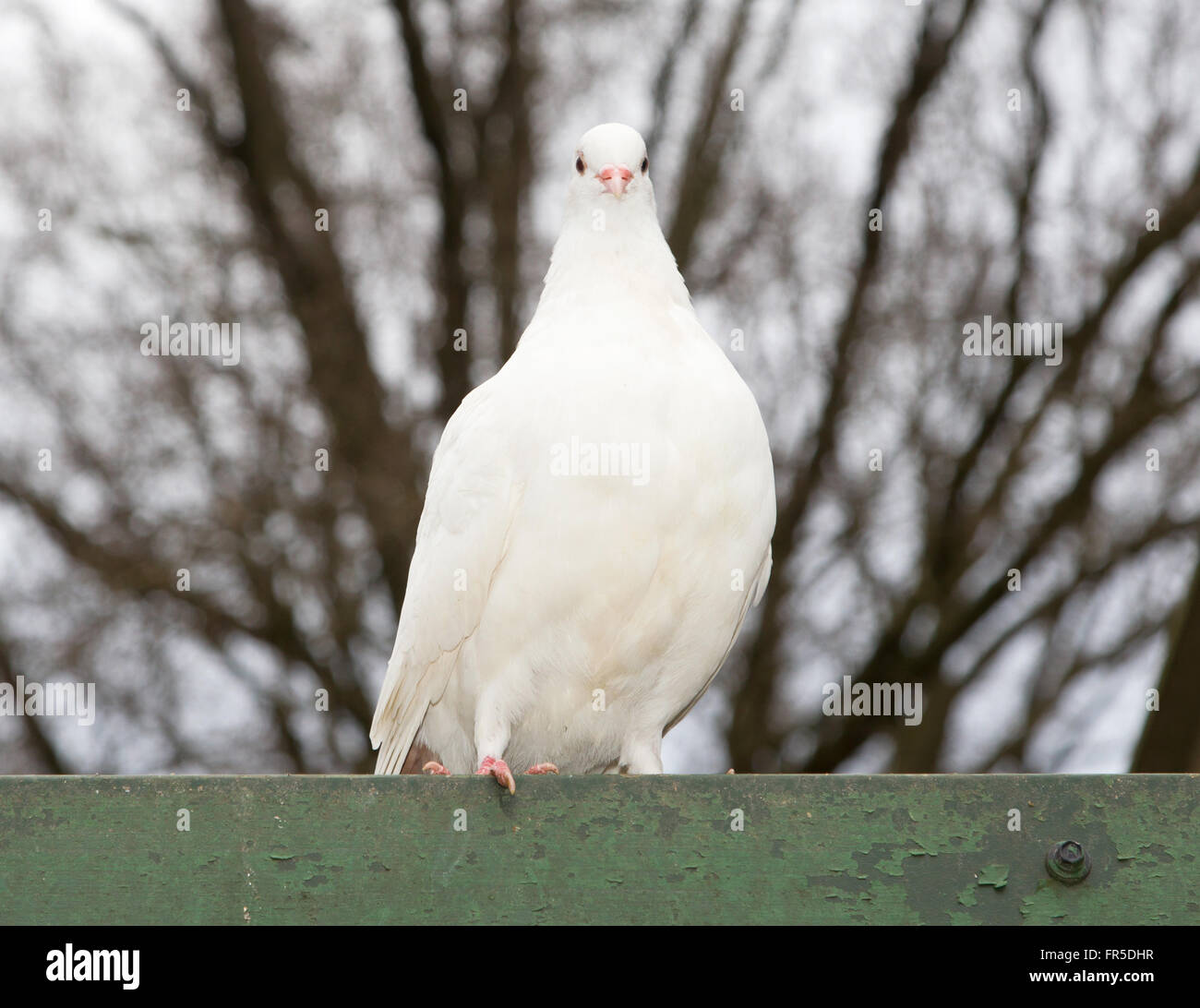 White release dove perched on a roof Stock Photo - Alamy