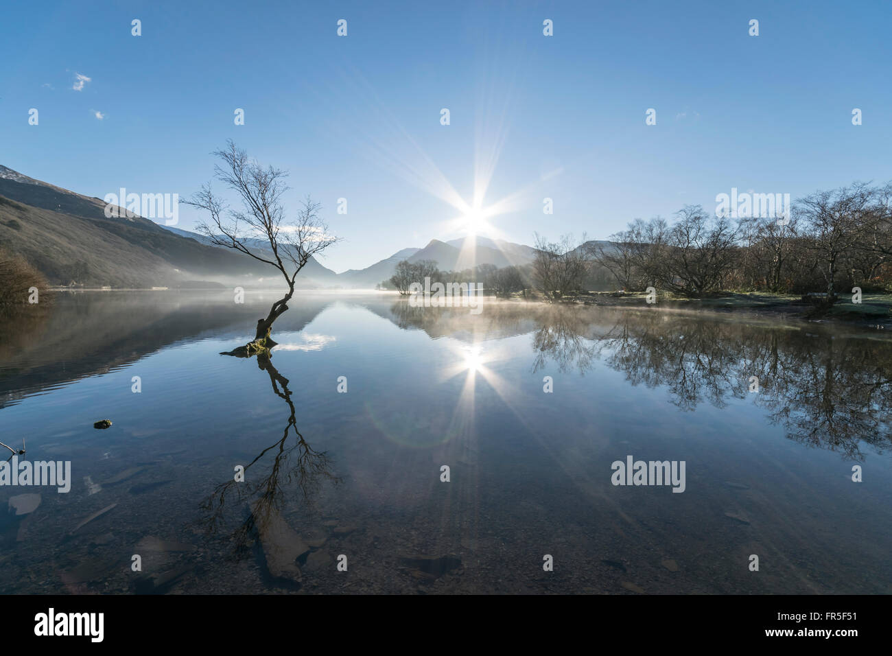 Lone tree Llyn Padarn near Llanberis in Snowdonia National Park Stock ...