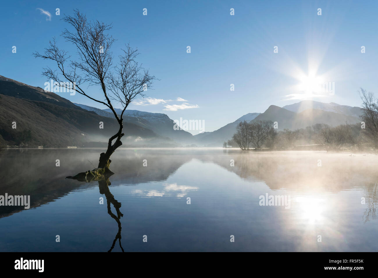 Lone tree Llyn Padarn near Llanberis in Snowdonia National Park Stock ...