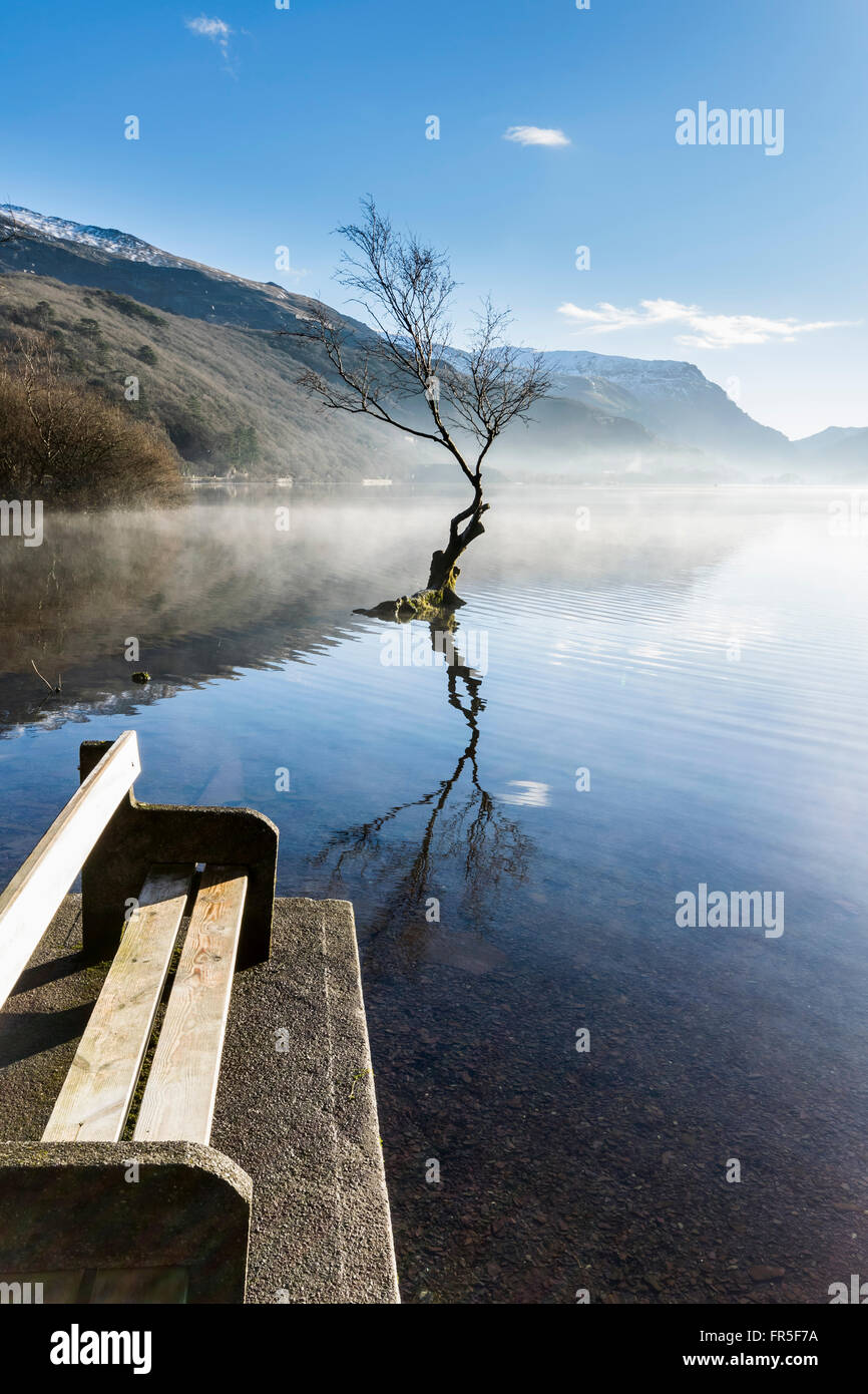 Lonely tree of llyn padarn hi-res stock photography and images - Alamy