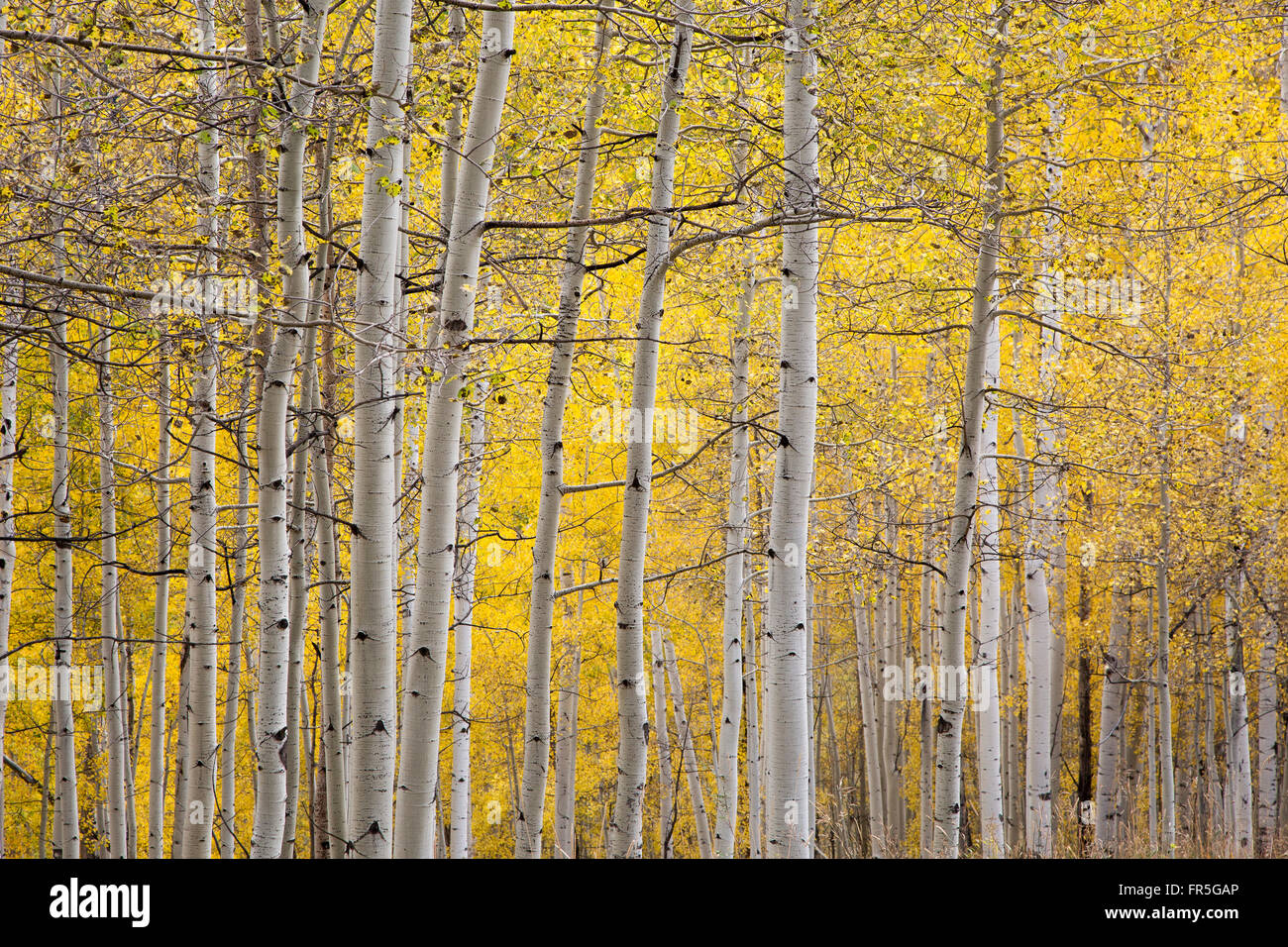 Caiaalamy full frame hi-res stock photography and images - Alamy