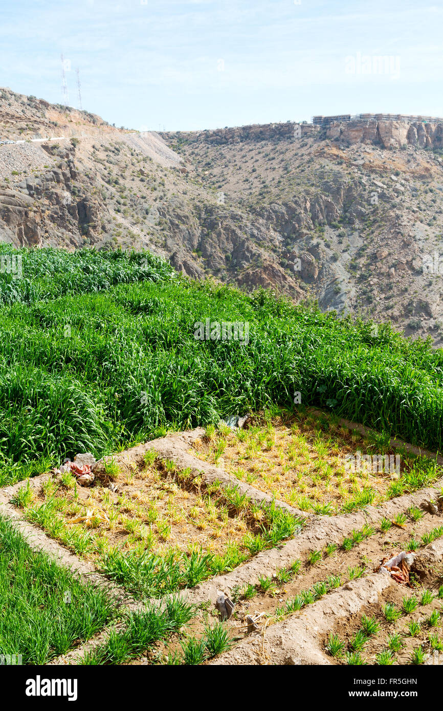 nature and color in oman the cultivation of rice plant hill Stock Photo ...