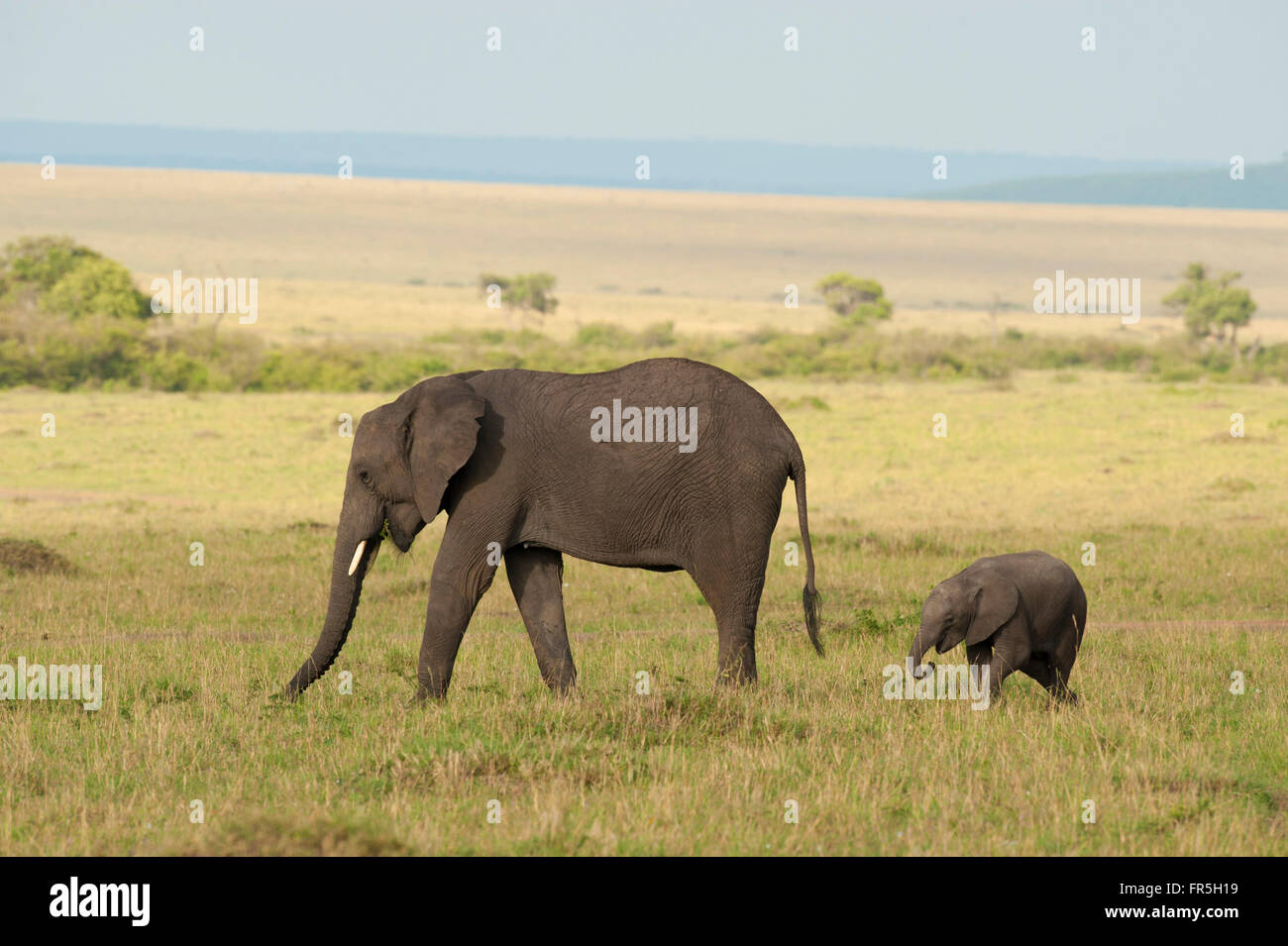 Elephant and its calf in a kenyan national park Stock Photo - Alamy