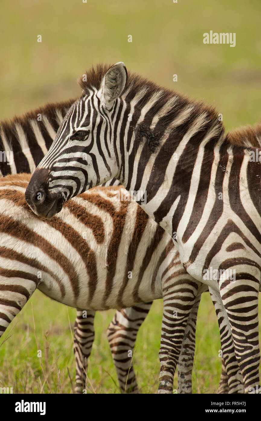 Zebra in masai mara hi-res stock photography and images - Alamy