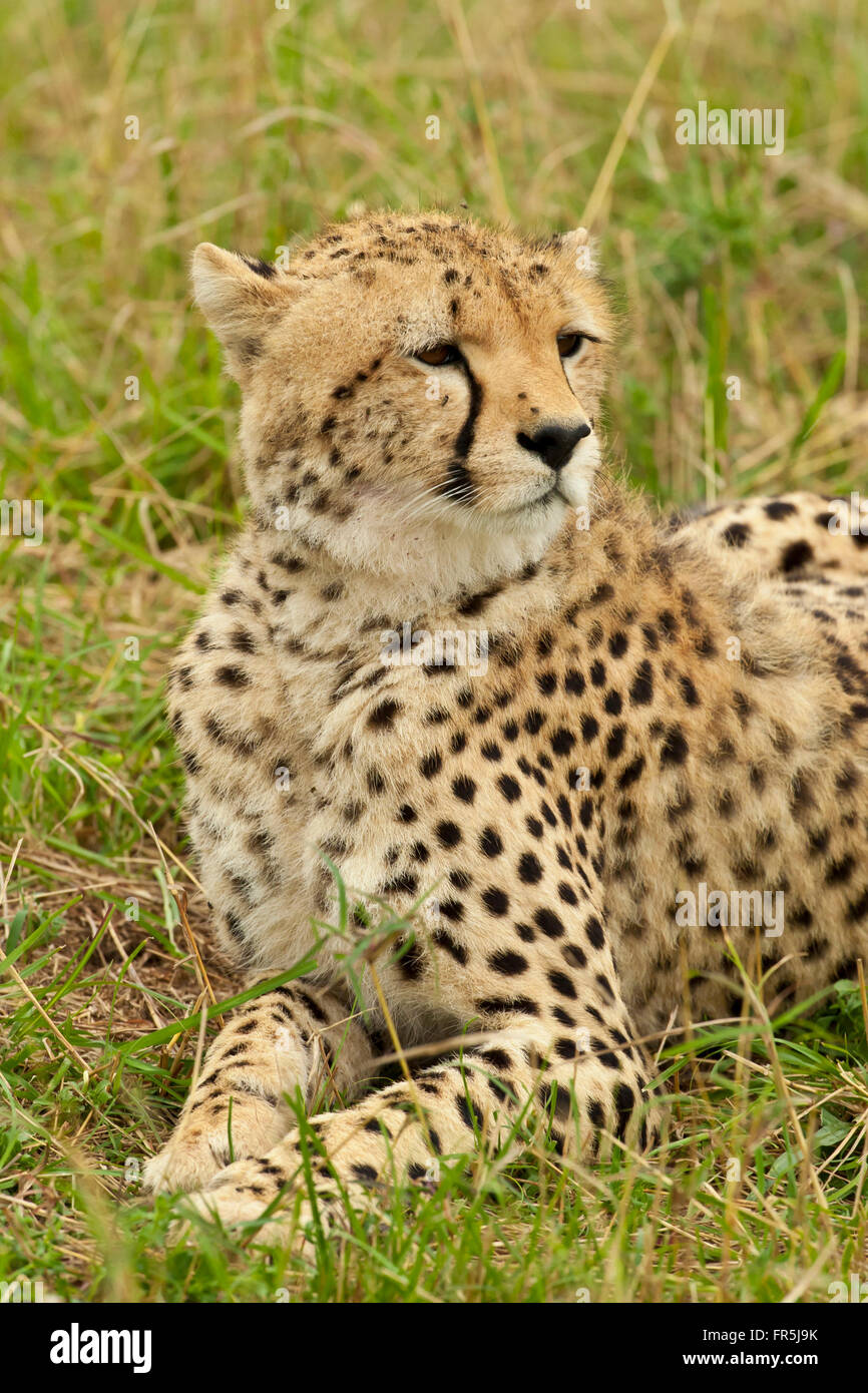 Cheetah lying down in the Masai Mara National Park in Kenya Stock Photo ...