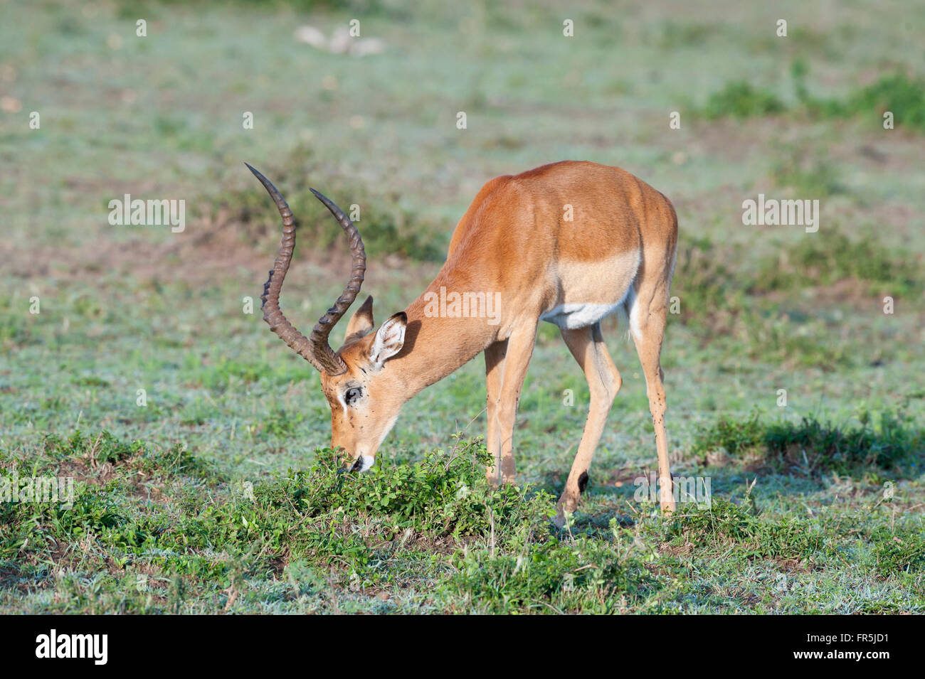 Male of impala in the bush in Masai Mara National Park of Kenya Stock ...