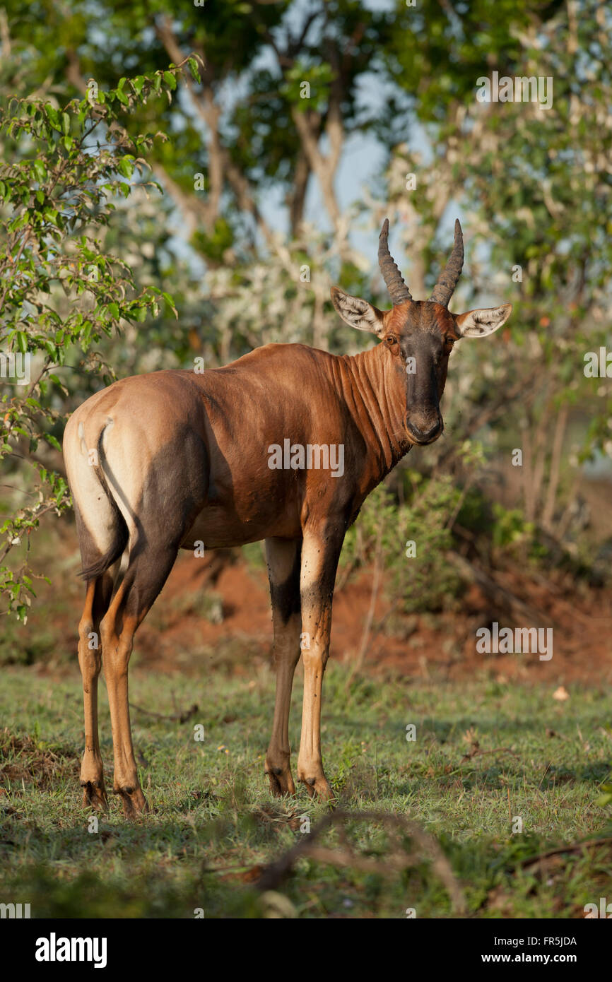 Common tsessebe sassaby antelope hi-res stock photography and images ...