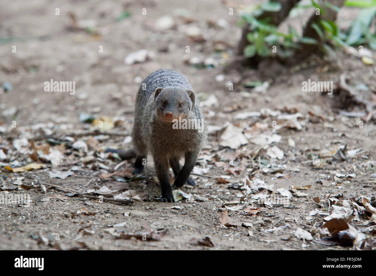 Mongoose in Masai Mara National Park of Kenya Stock Photo - Alamy