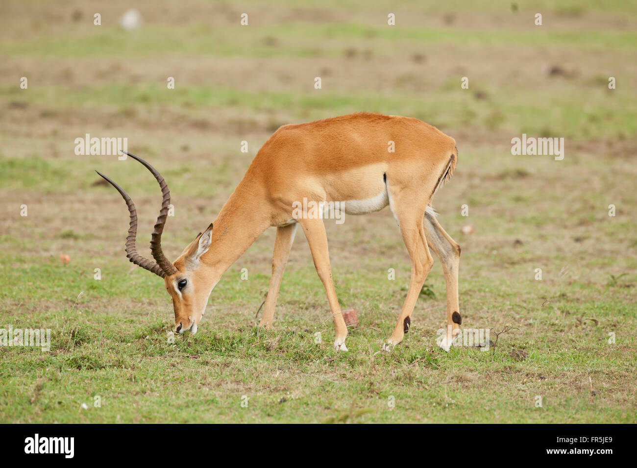 Male of impala in the bush in Masai Mara National Park of Kenya Stock ...