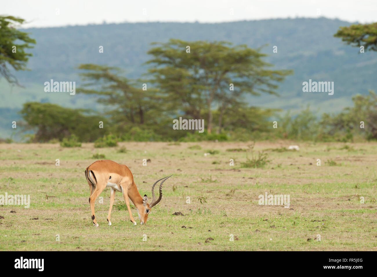 Male of impala in the bush in Masai Mara National Park of Kenya Stock ...