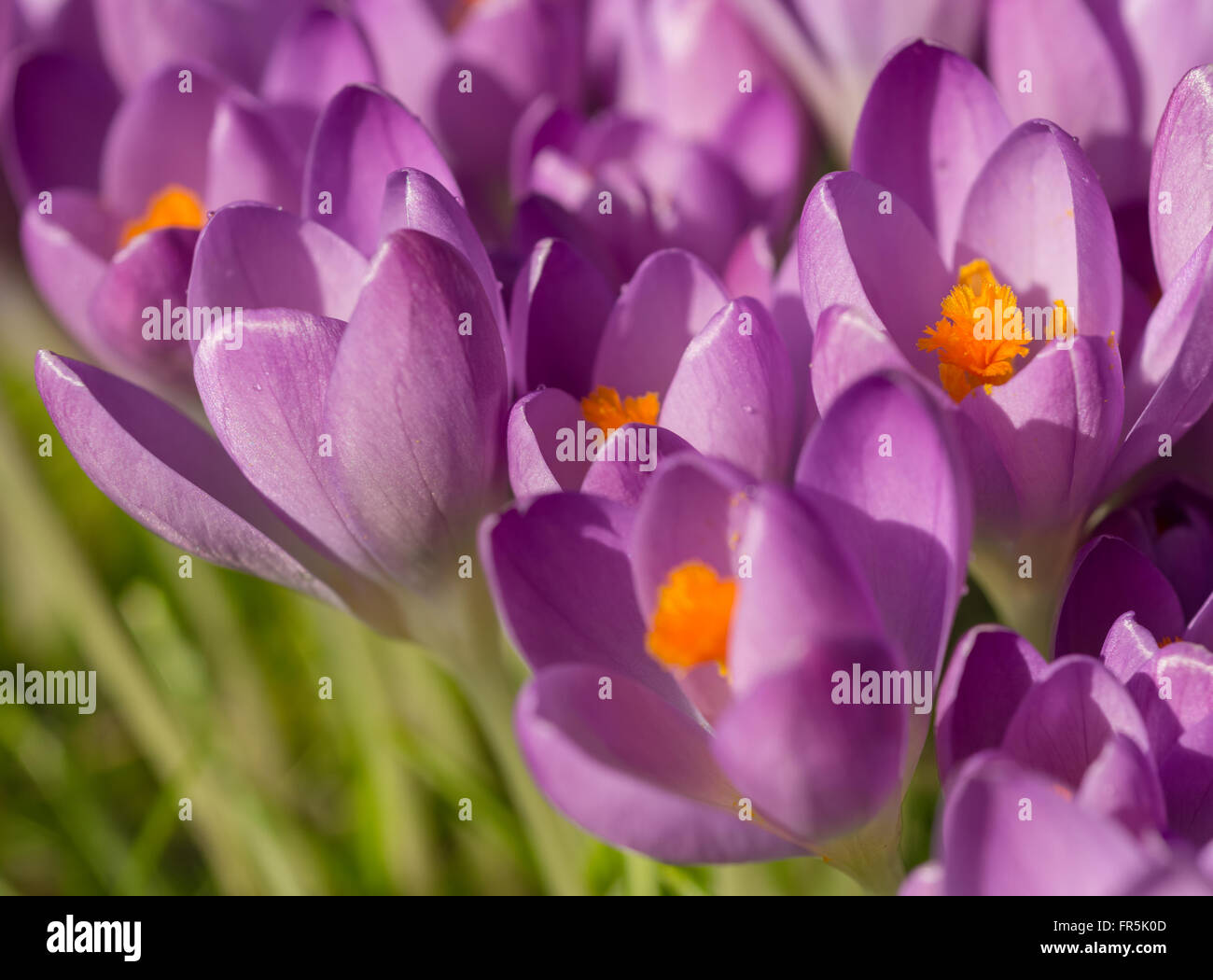 Crocus close up in garden Stock Photo - Alamy