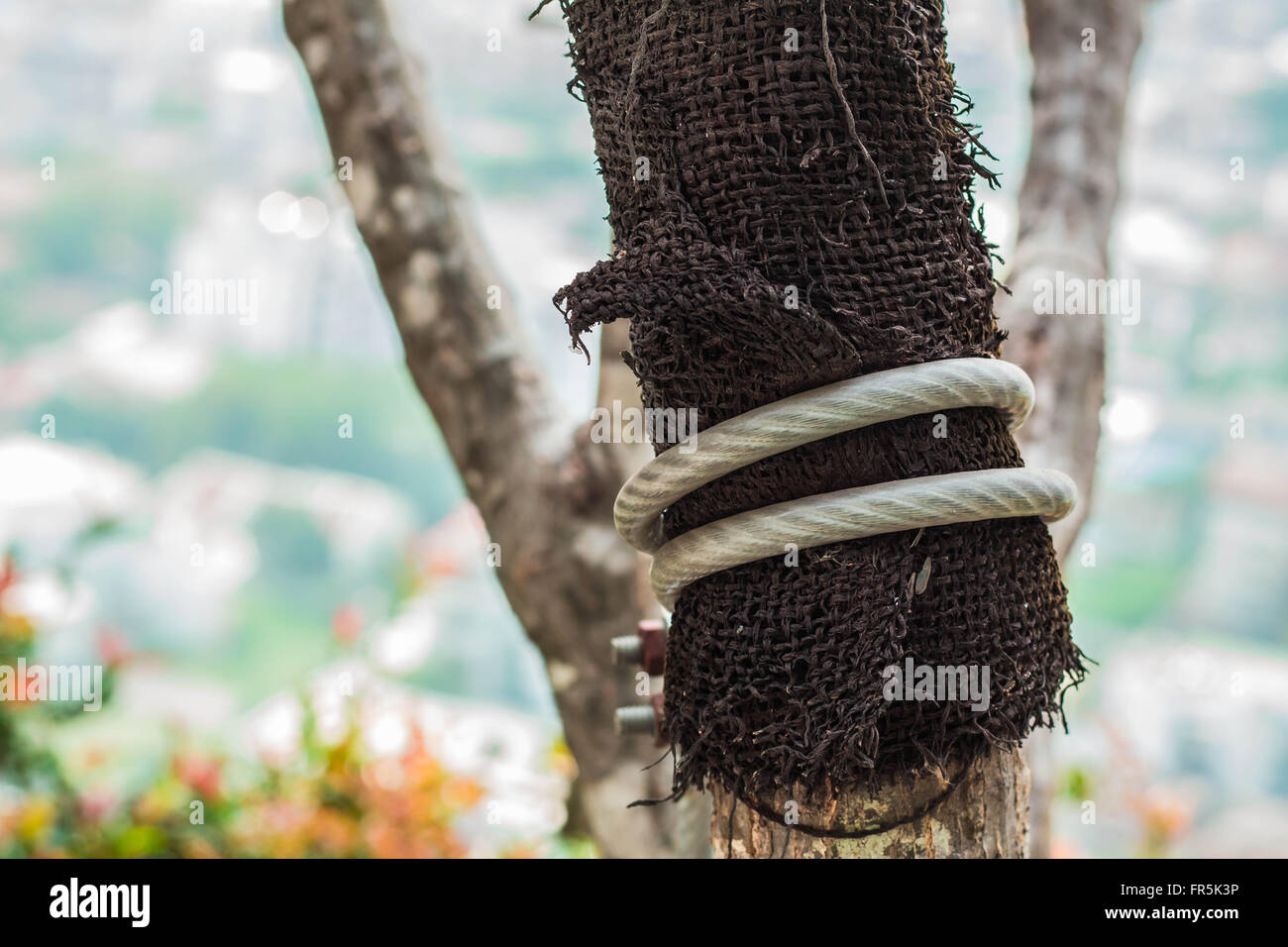 Rope attached to a tree in the harshest fallen trees Stock Photo - Alamy