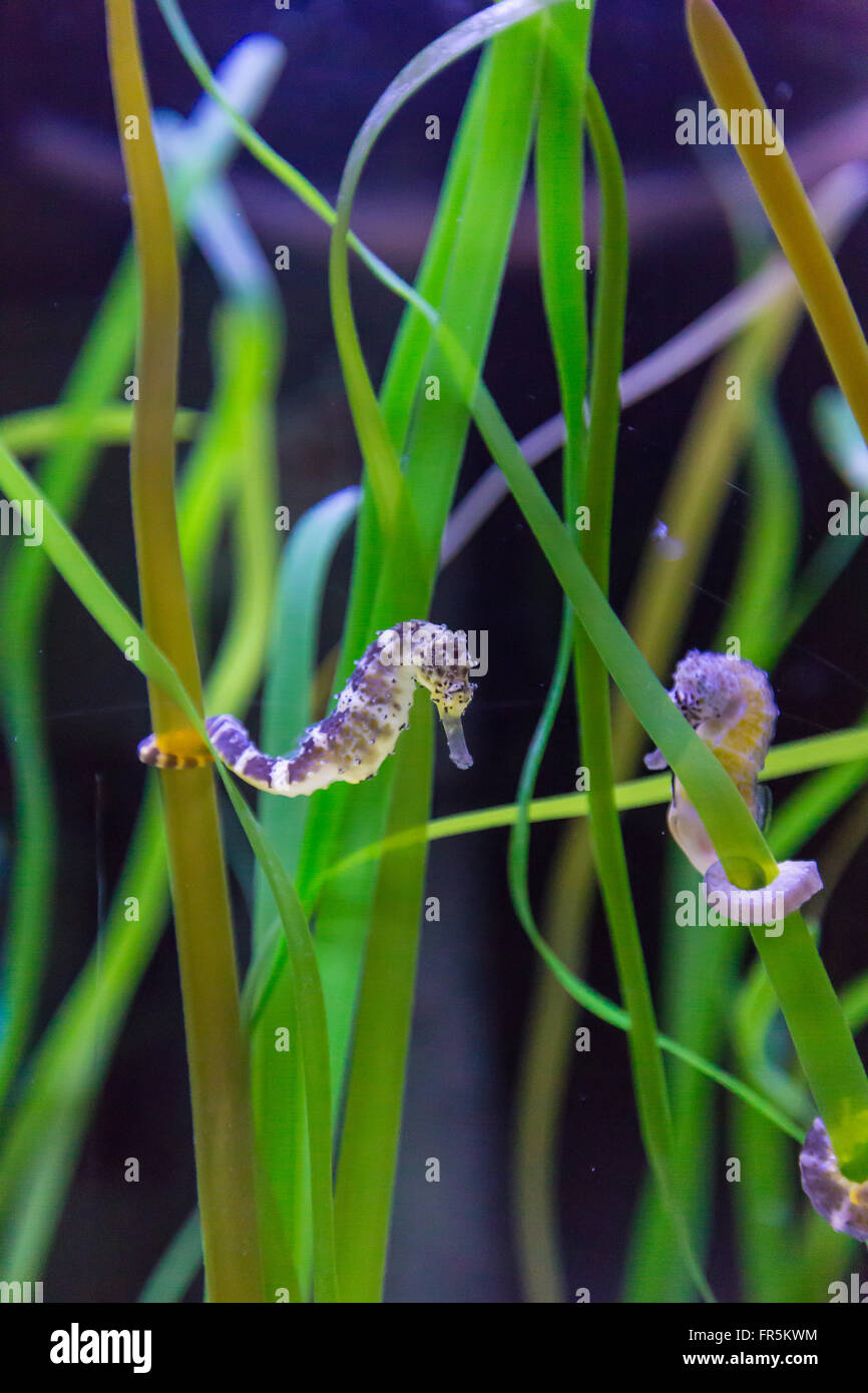 Hippocampus or Seahorse among algae Stock Photo - Alamy
