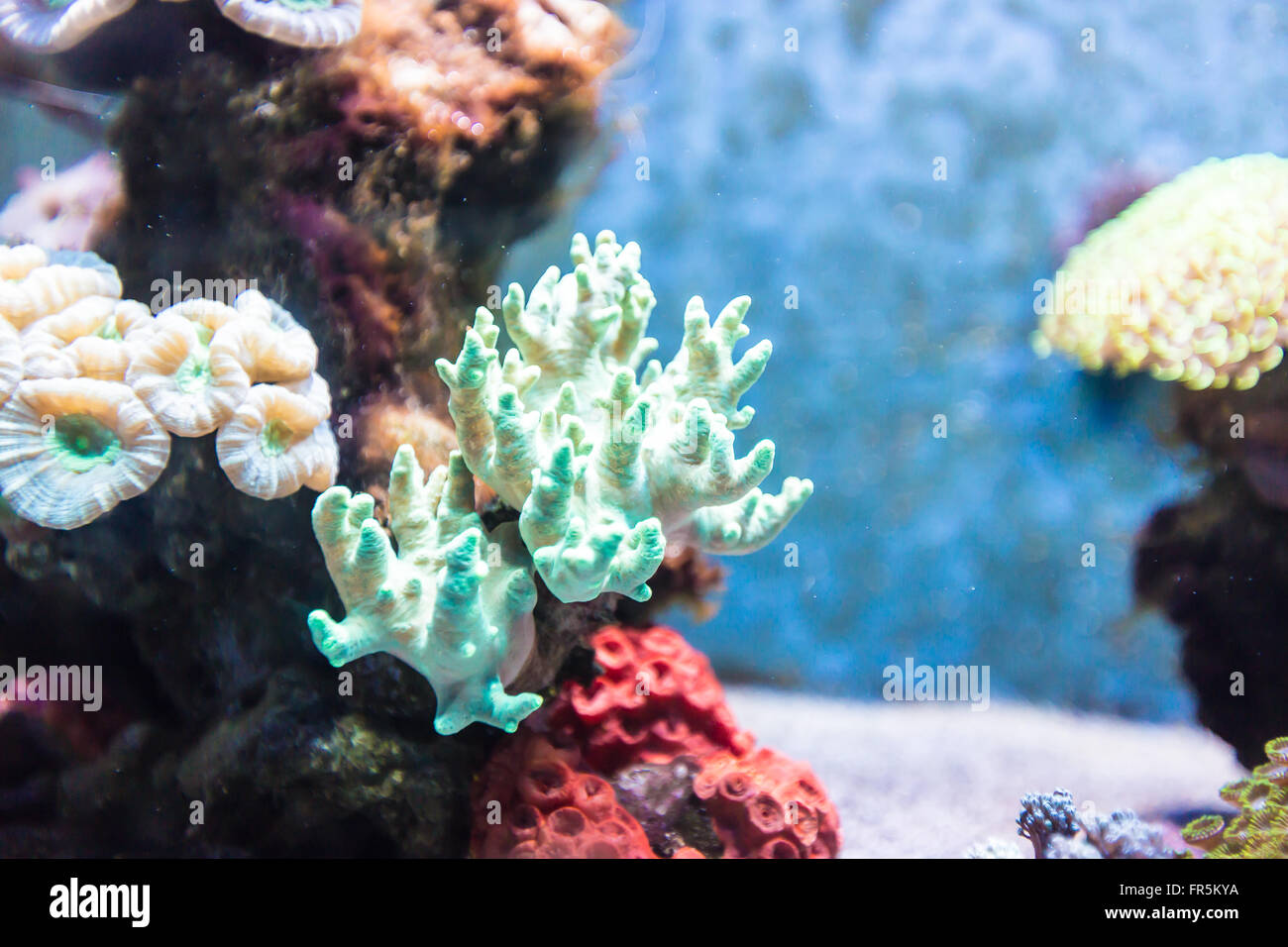 Tropical Fish in Aquarium Stock Photo - Alamy