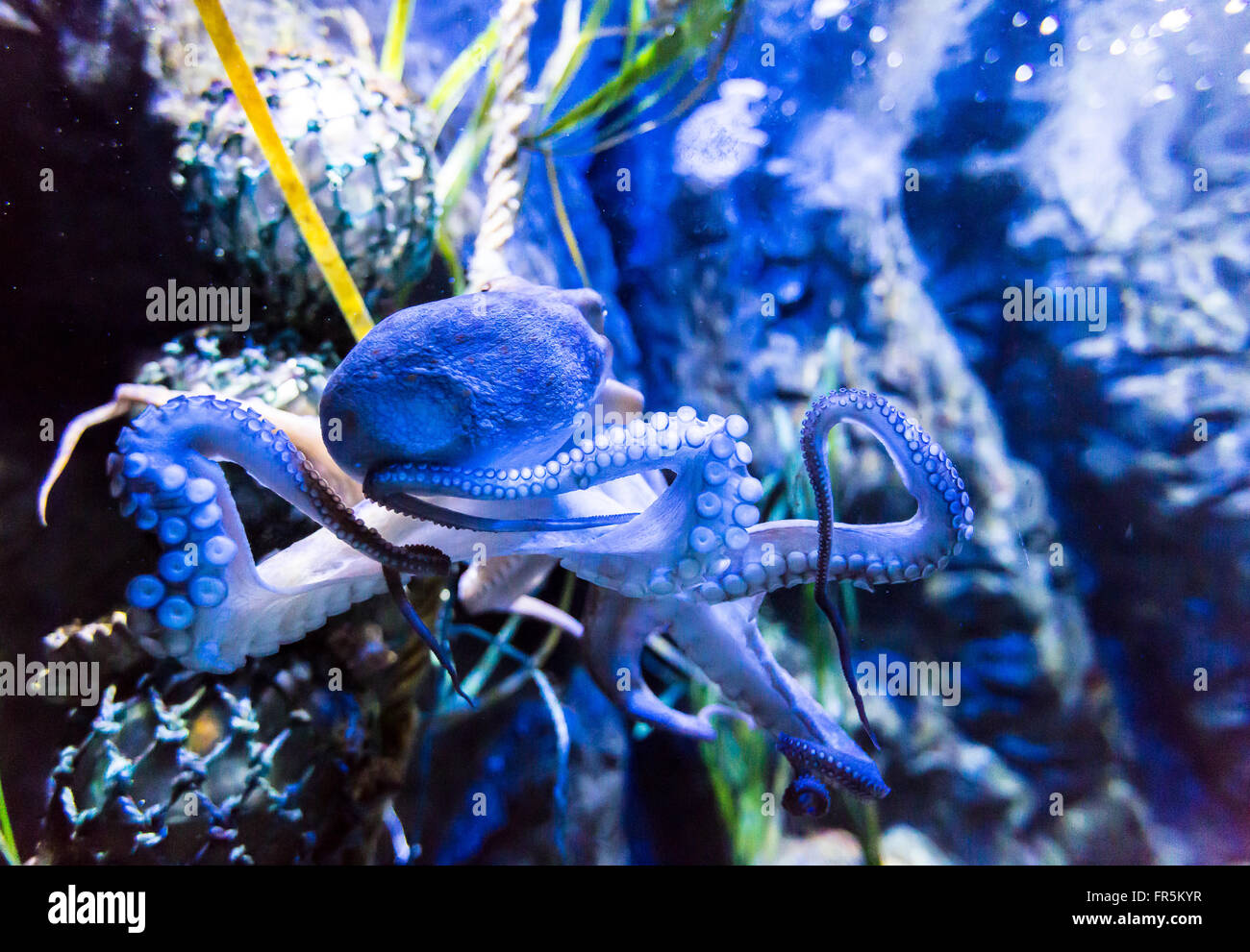 Striped octopus hi-res stock photography and images - Alamy