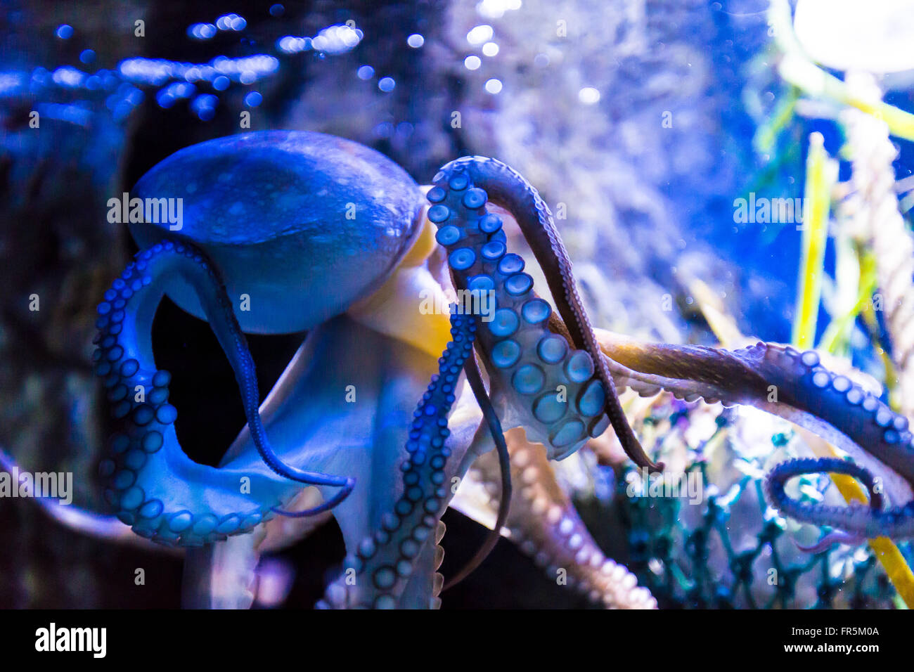 Octopus cephalopod mollusc Stock Photo - Alamy