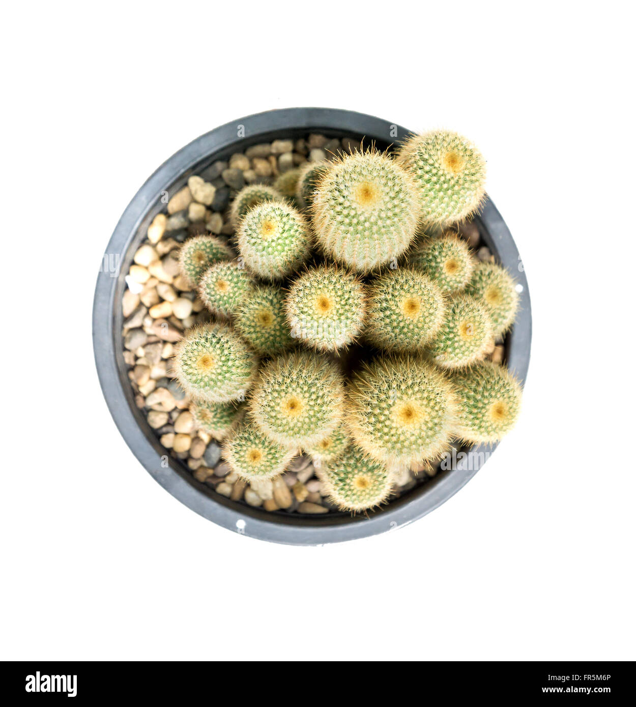 Cactus isolated on white background, top view Stock Photo - Alamy