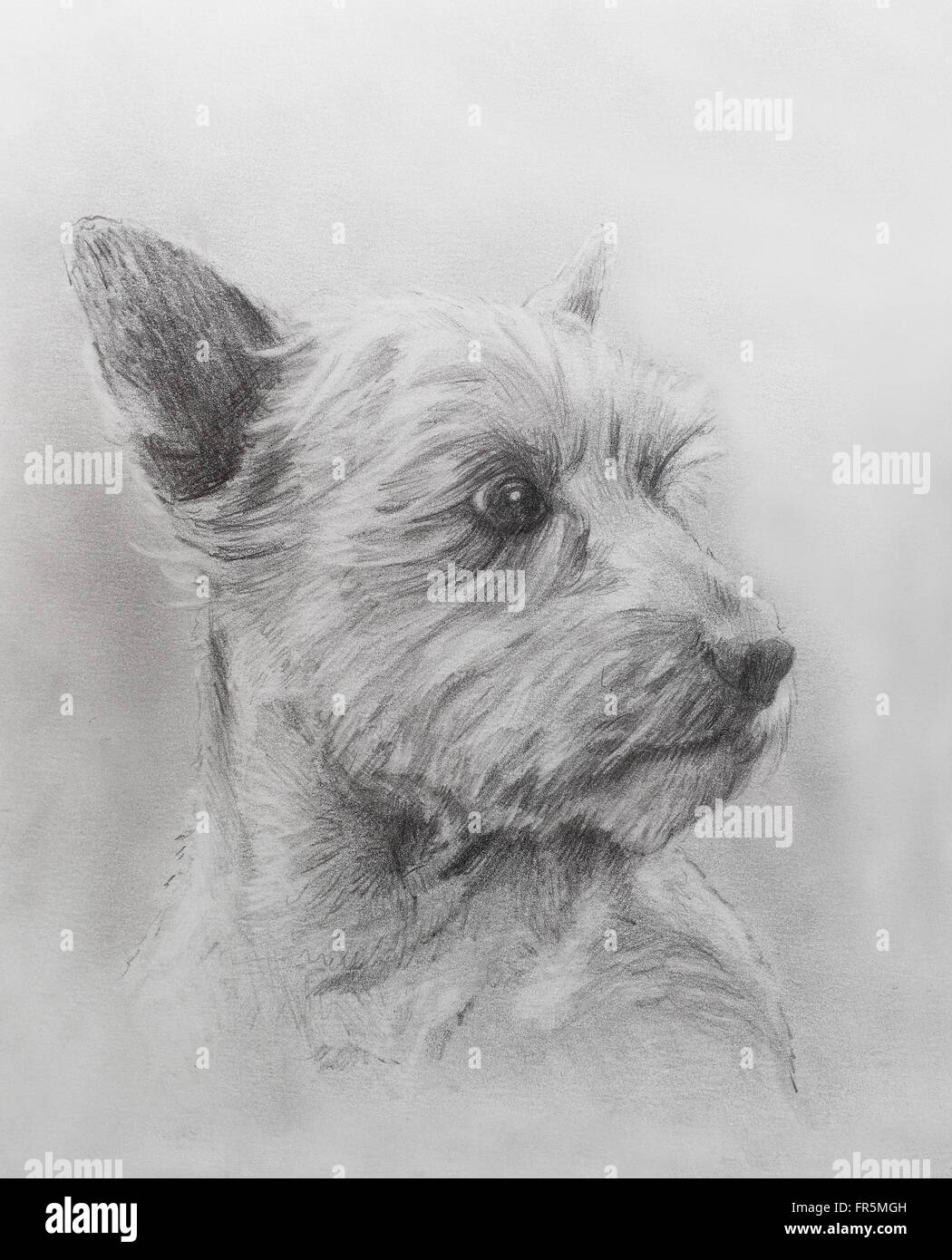 Dog pencil drawing on old paper, vintage paper. Dog portrait Stock ...