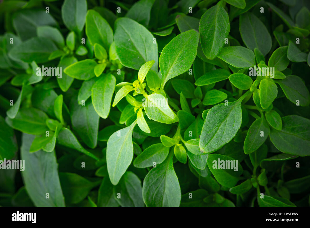 Basil leaves on the stems close-up horizontal Stock Photo - Alamy