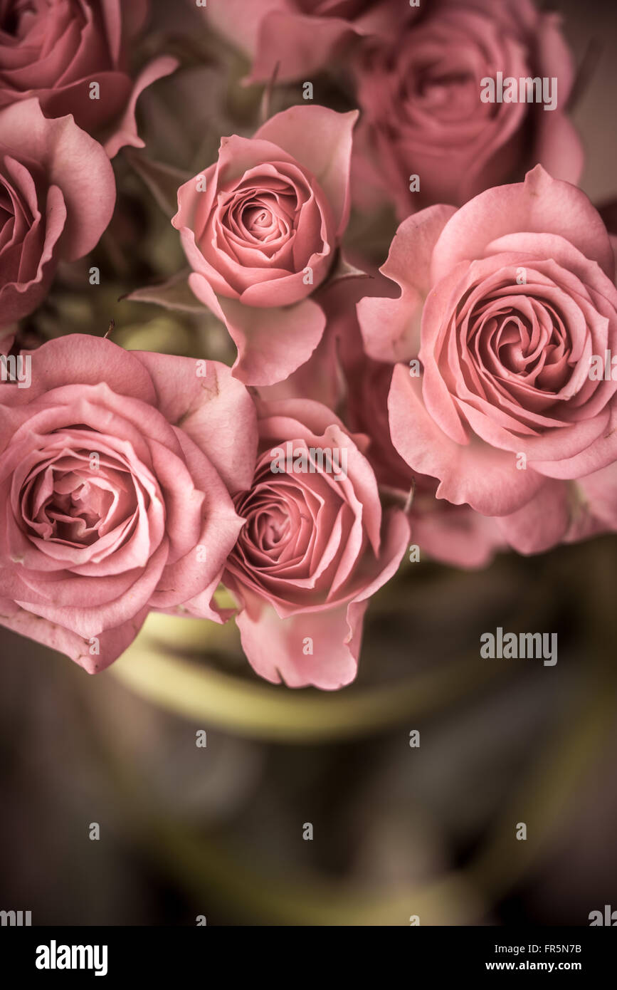 Vertical top view roses hi-res stock photography and images - Alamy