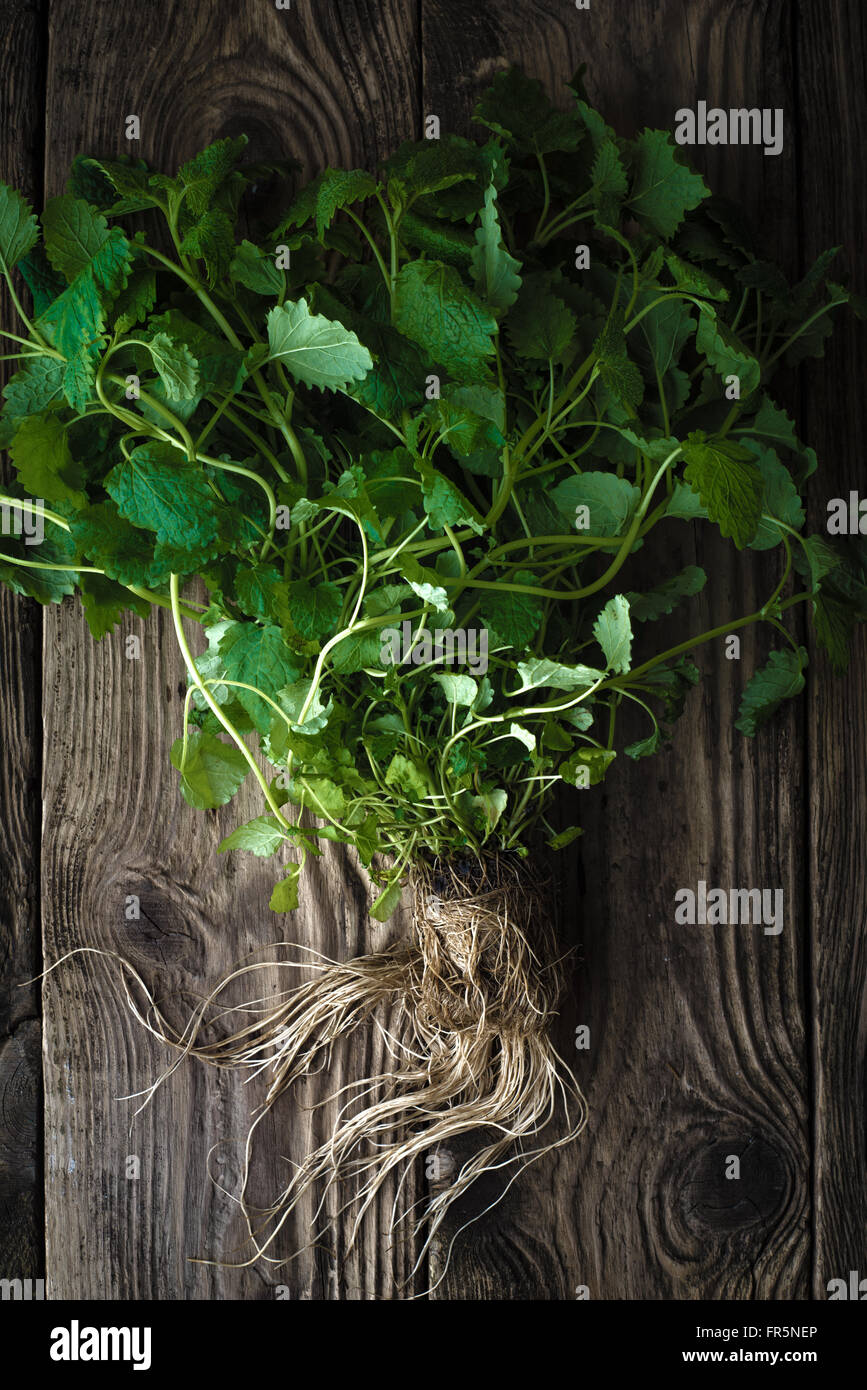 Green mint with roots on a wooden table vertical Stock Photo - Alamy