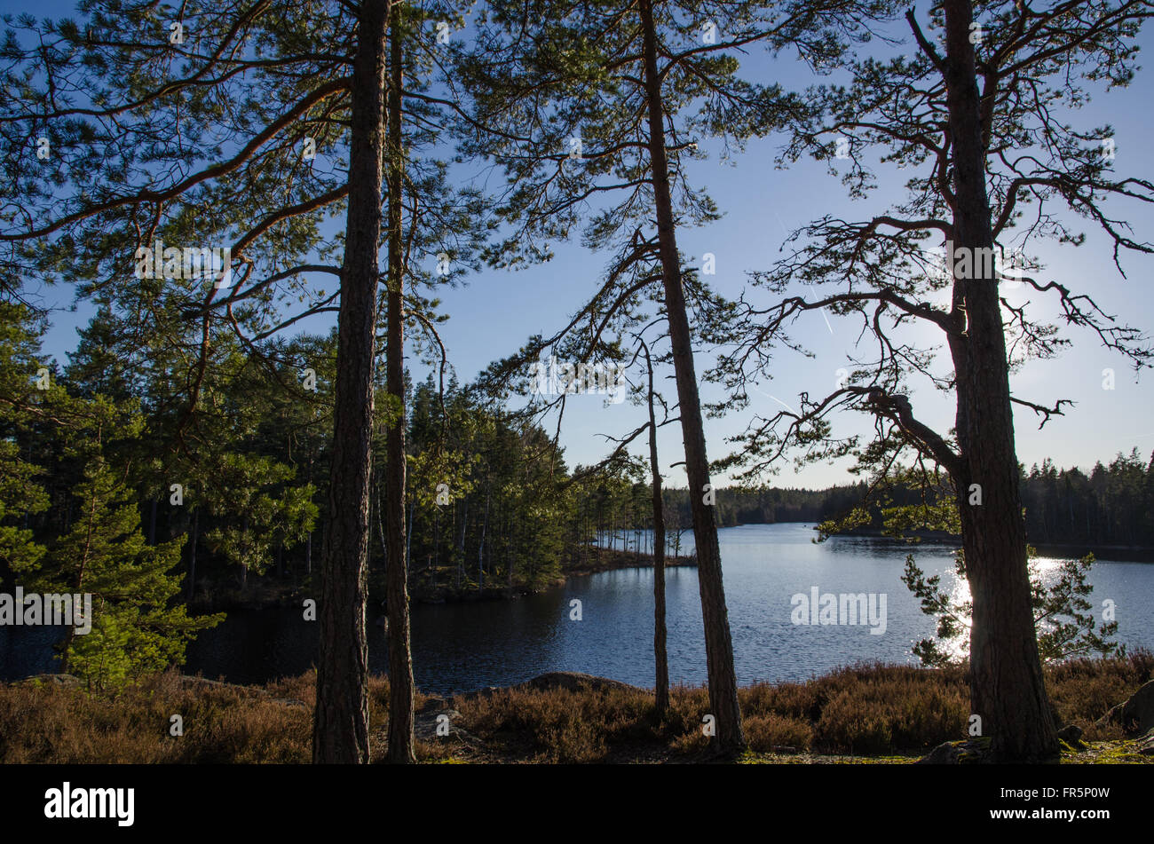 Small tree trunks hi-res stock photography and images - Alamy
