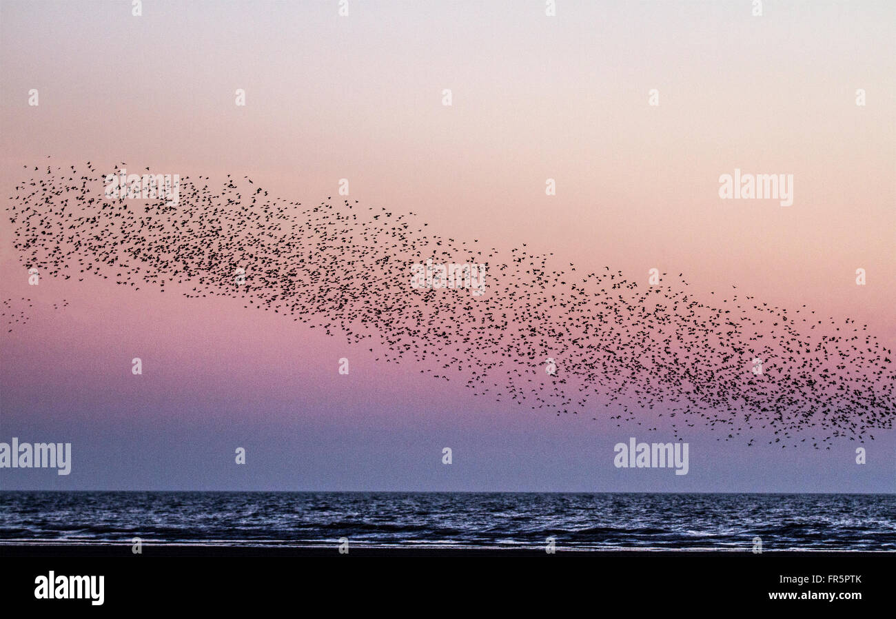 flock fly animal starling flight swarm bird dusk murmuration blackpool ...