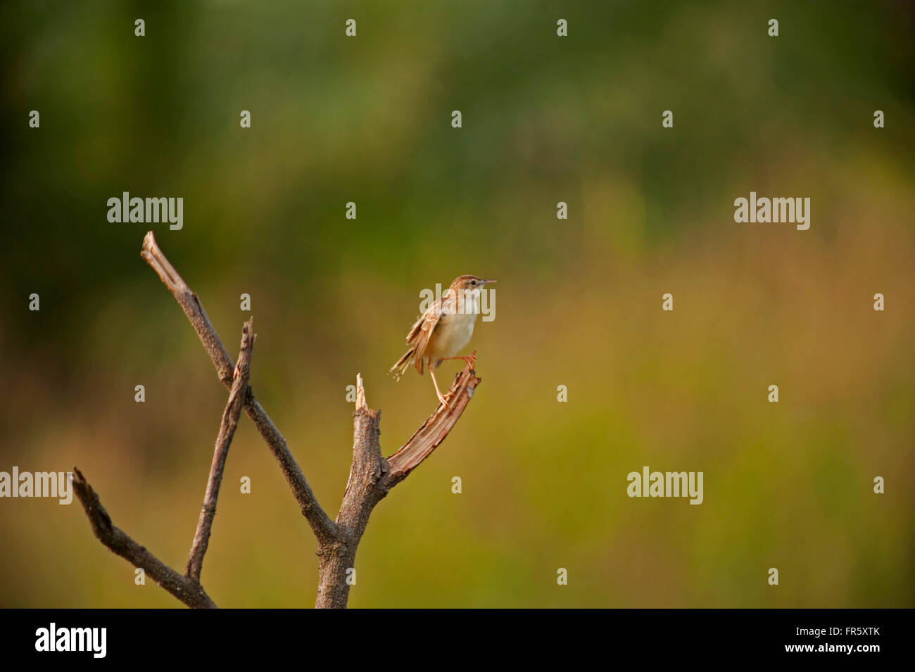 Pekanbaru, Indonesia. 19th Mar, 2016. Cisticola juncidis (Cisticolidae) bird in Pekanbaru, Riau ...