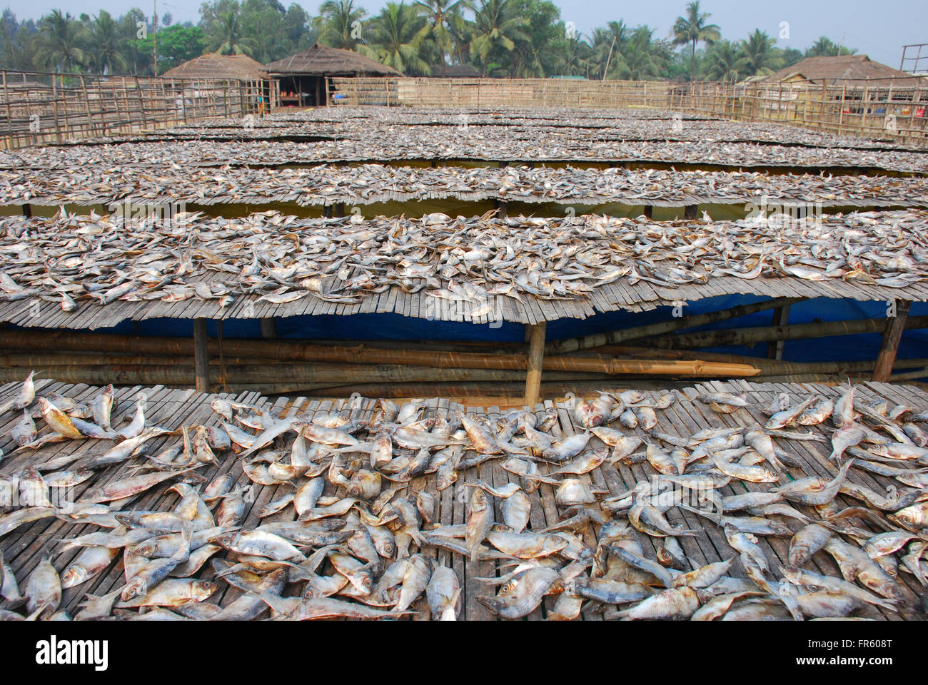 Cox's Bazar, Bangladesh. 19th Mar, 2016. Dried-fish production has got ...