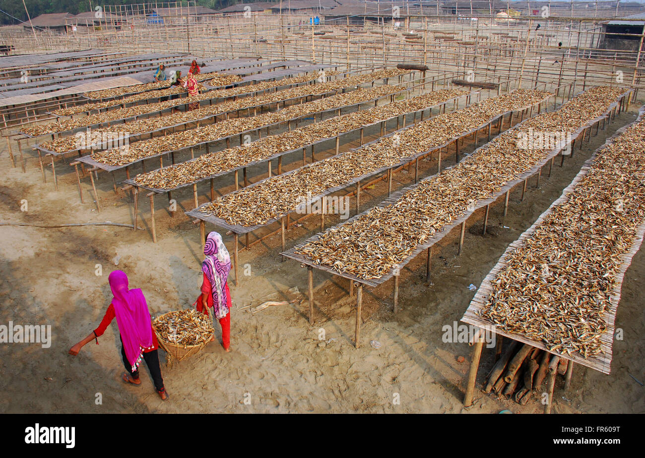 Cox's Bazar, Bangladesh. 19th Mar, 2016. Dried-fish production has got ...
