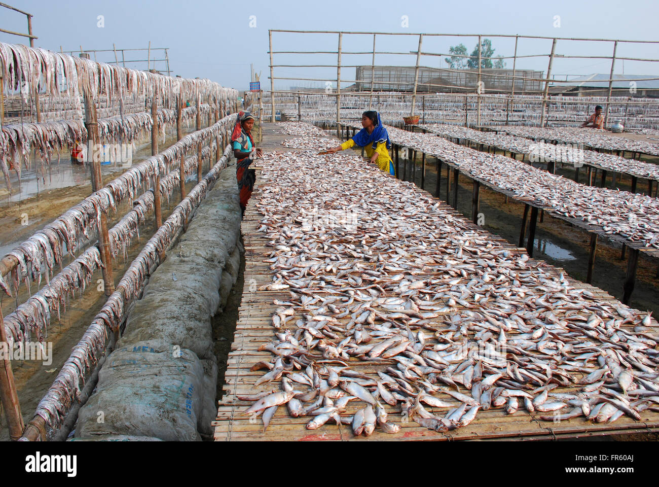 Cox's Bazar, Bangladesh. 19th Mar, 2016. Dried-fish production has got ...