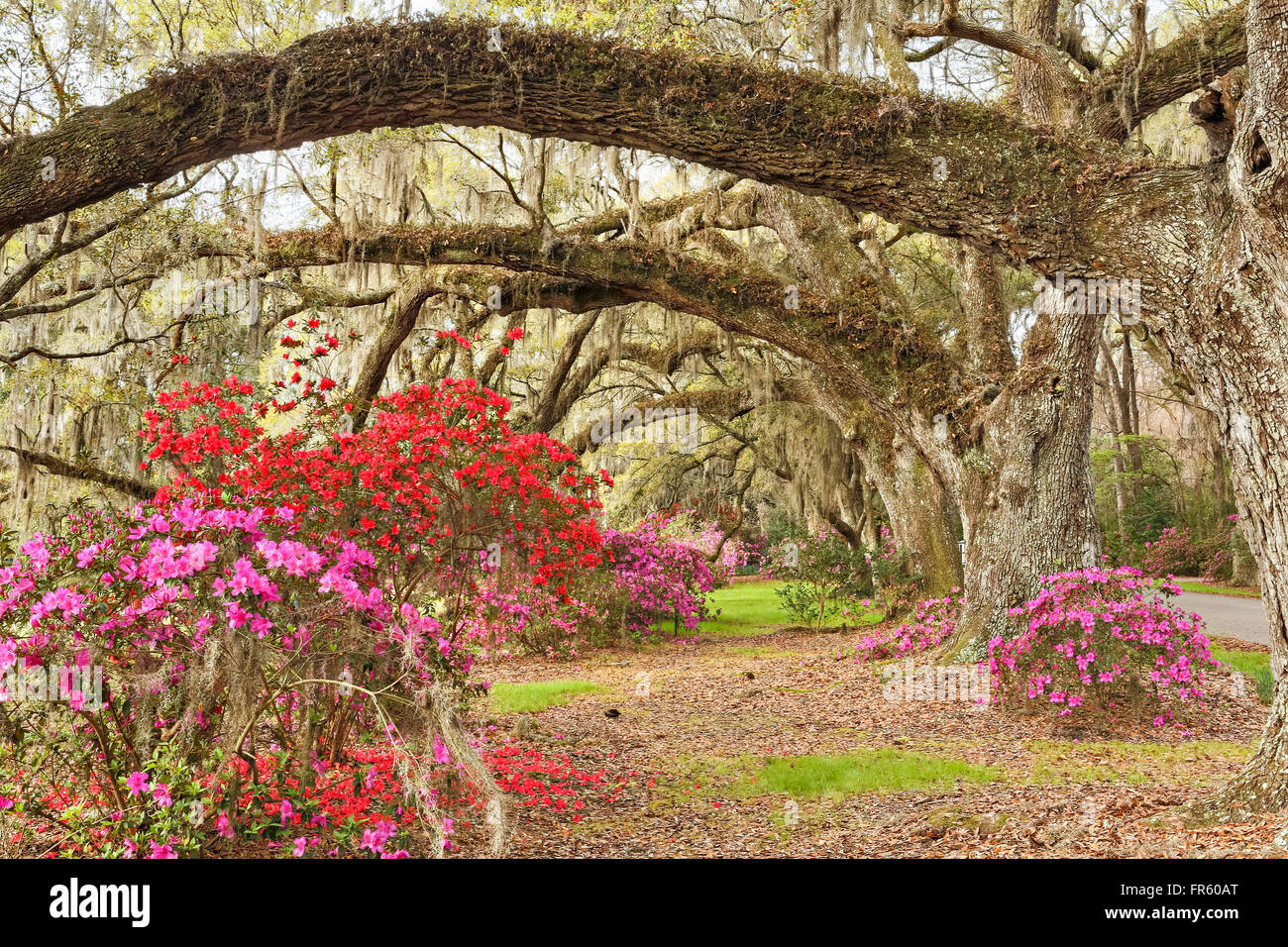 Charleston, South Carolina, USA. 21st Mar, 2016. Southern azaleas in ...